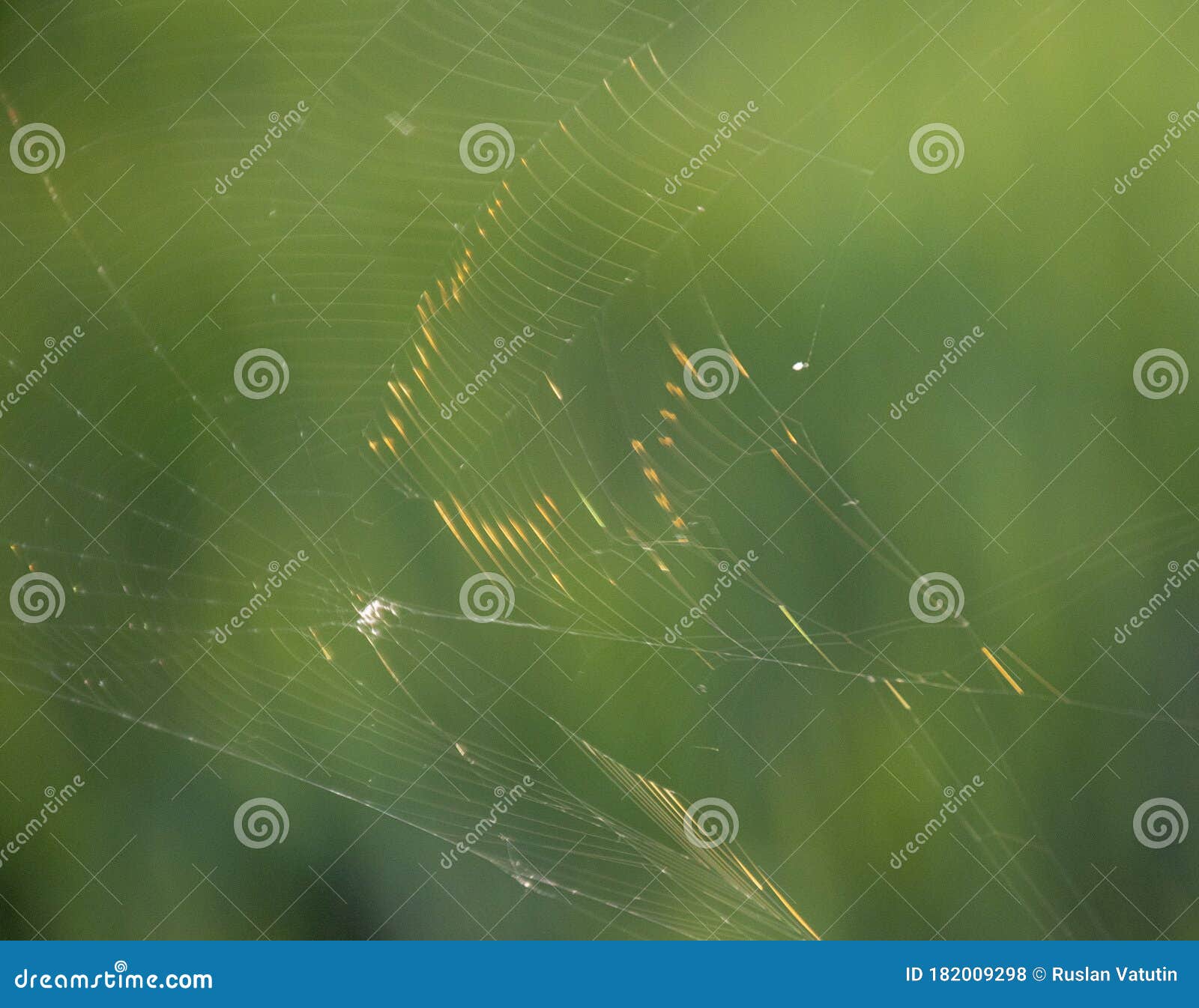 Spider Web with Glare of the Sun`s Rays, a Small Spider. Stock Photo ...
