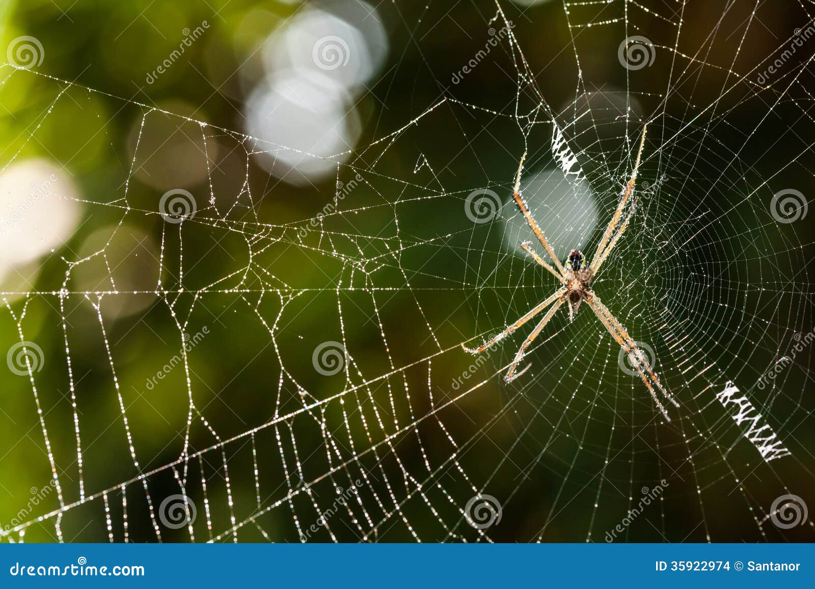 Spider on web stock photo. Image of macro, cross, closeup - 35922974
