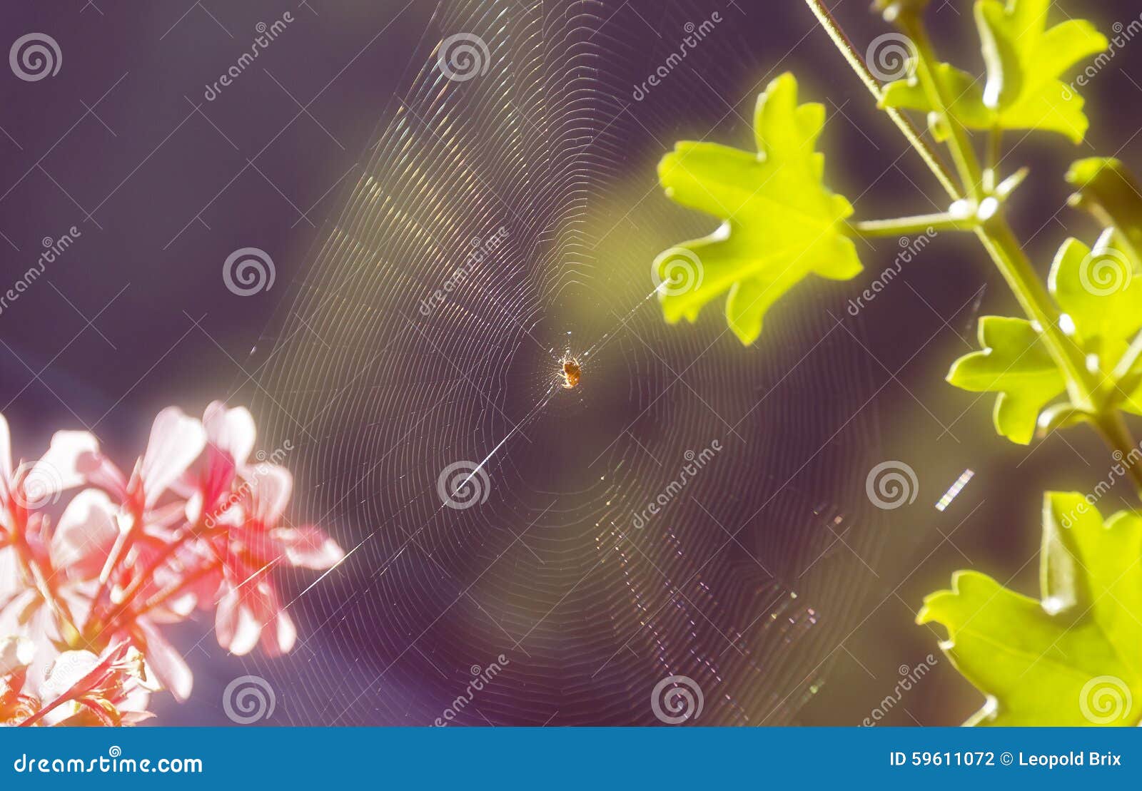 Spider Web Glowing in the Sunshine Stock Photo - Image of spider ...
