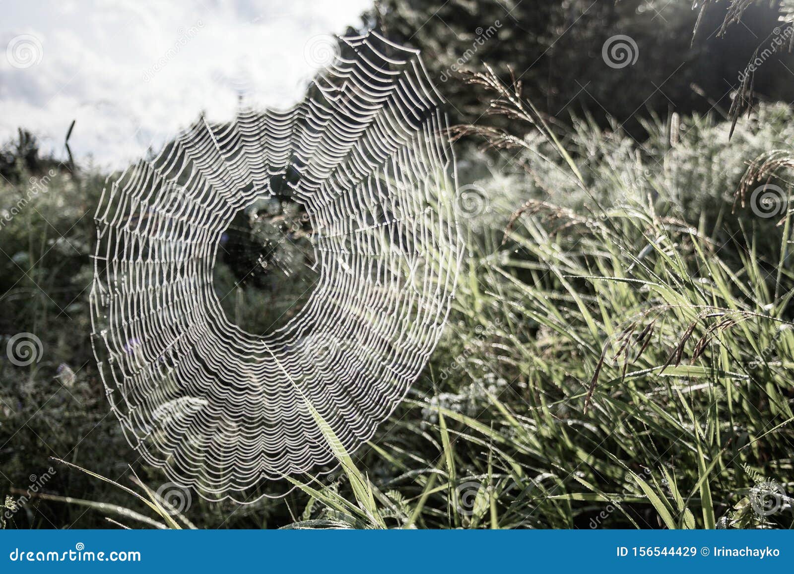 Spider Web on Grass in the Field Stock Image - Image of network, flora ...