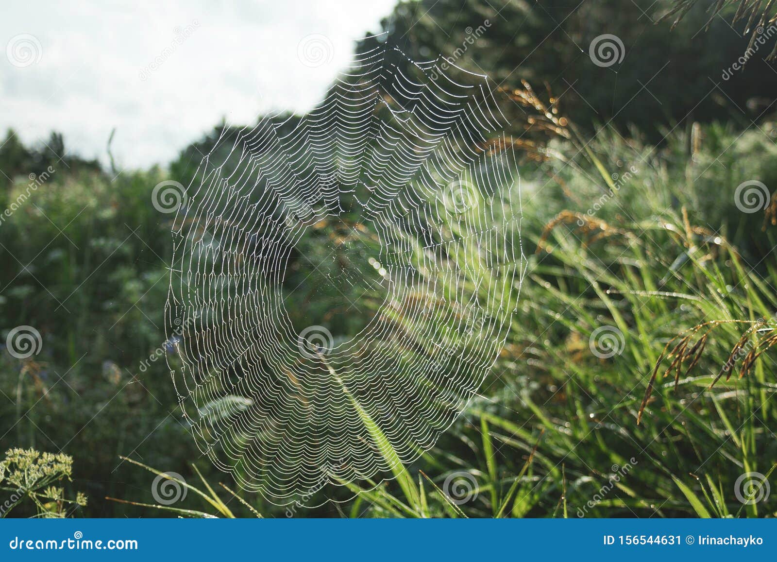 Spider Web on Grass in the Field Stock Image - Image of morning, grass ...