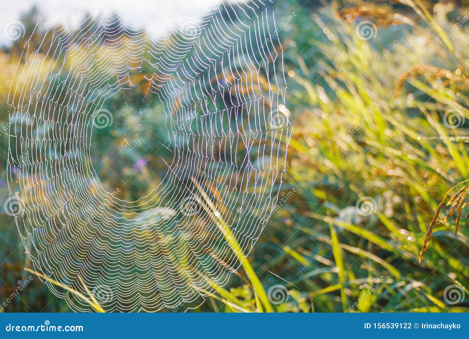 Spider Web on Grass in the Field Stock Photo - Image of detail, meadow ...