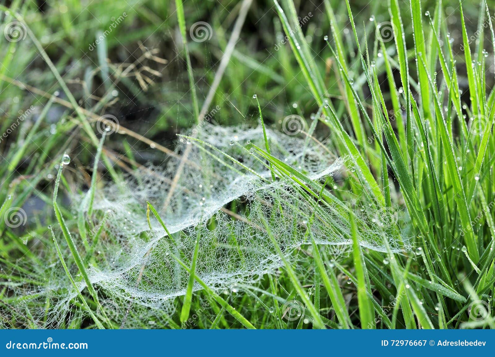 Spider web in the grass stock image. Image of spider - 72976667
