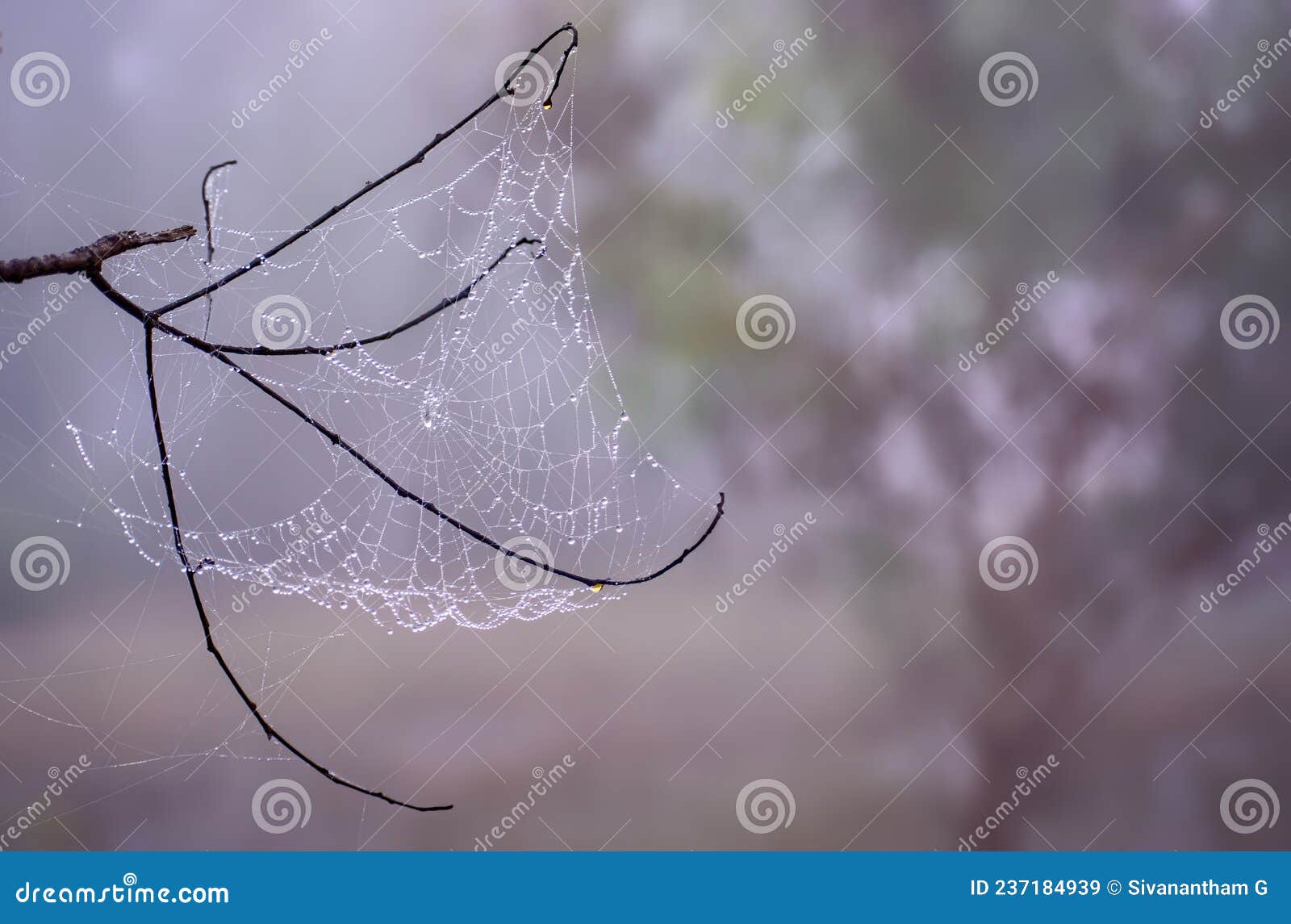Spider Web with Green Background. Dewdrops on Web Cobweb Closeup with ...