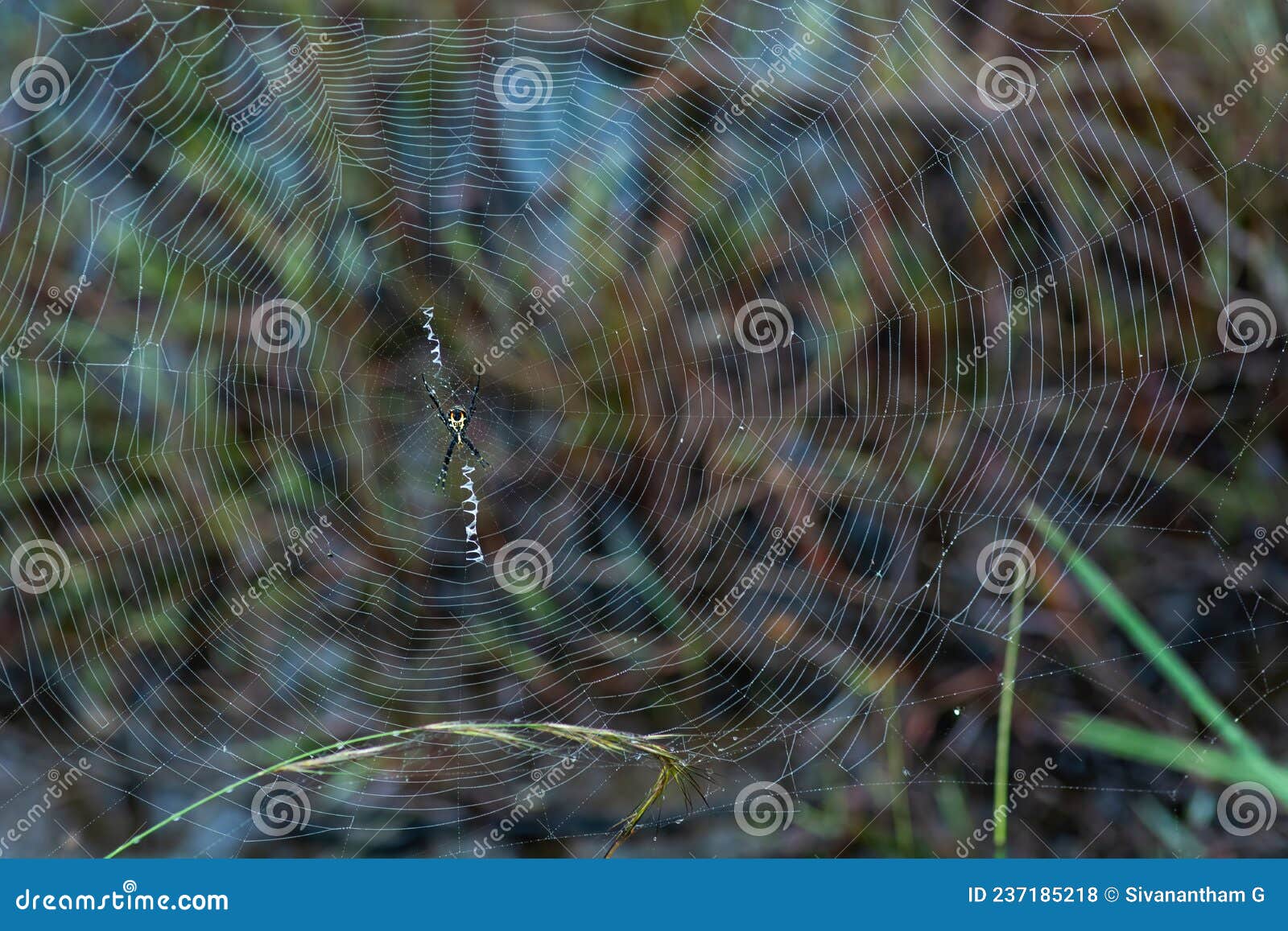 Spider Web with Green Background. Dewdrops on Web Cobweb Closeup with ...