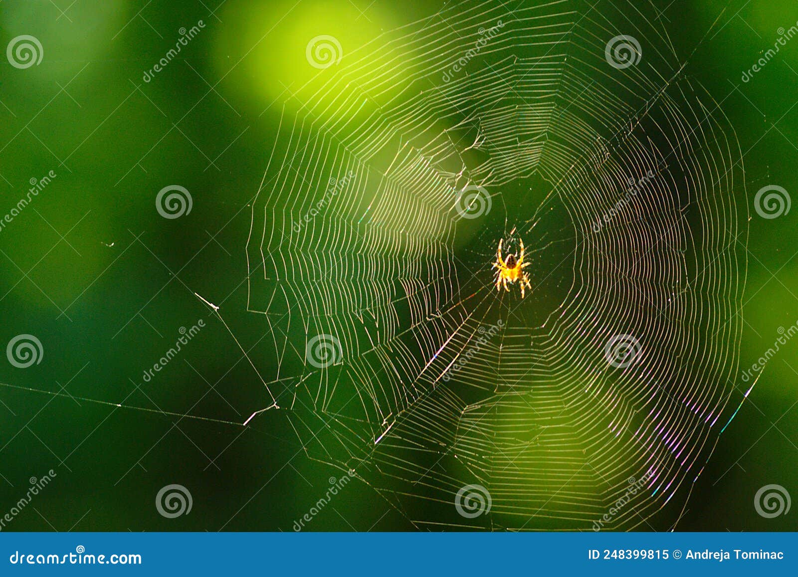 Spider In The Forest Royalty-Free Stock Photo | CartoonDealer.com #87742077