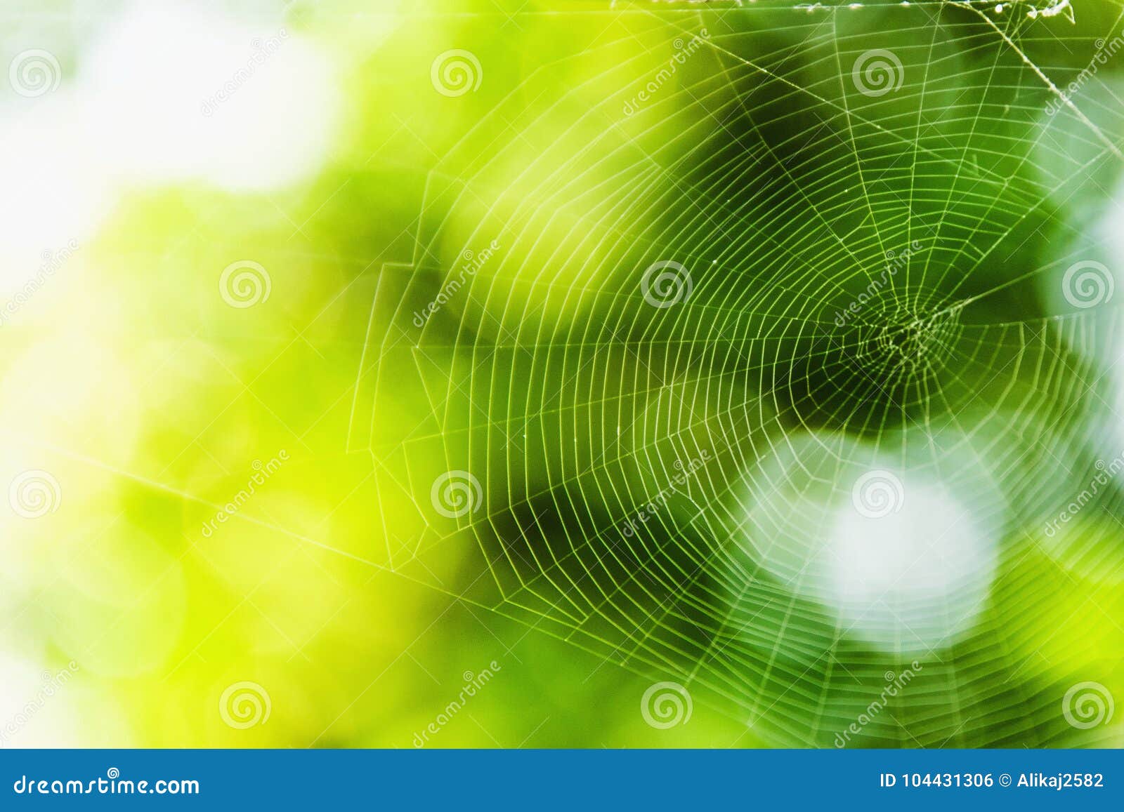 Spider Web with Green Fresh Background Stock Photo - Image of green ...