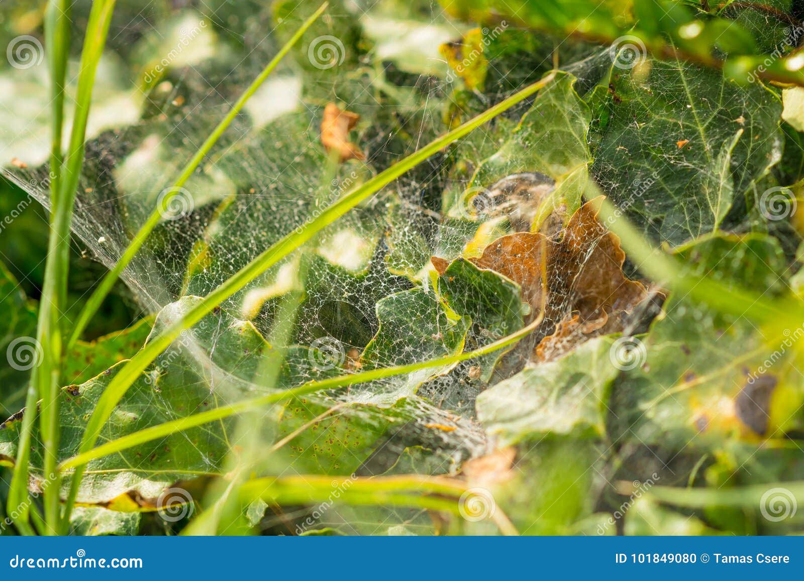 Spider Web Among Green Leaves Royalty-Free Stock Image | CartoonDealer ...