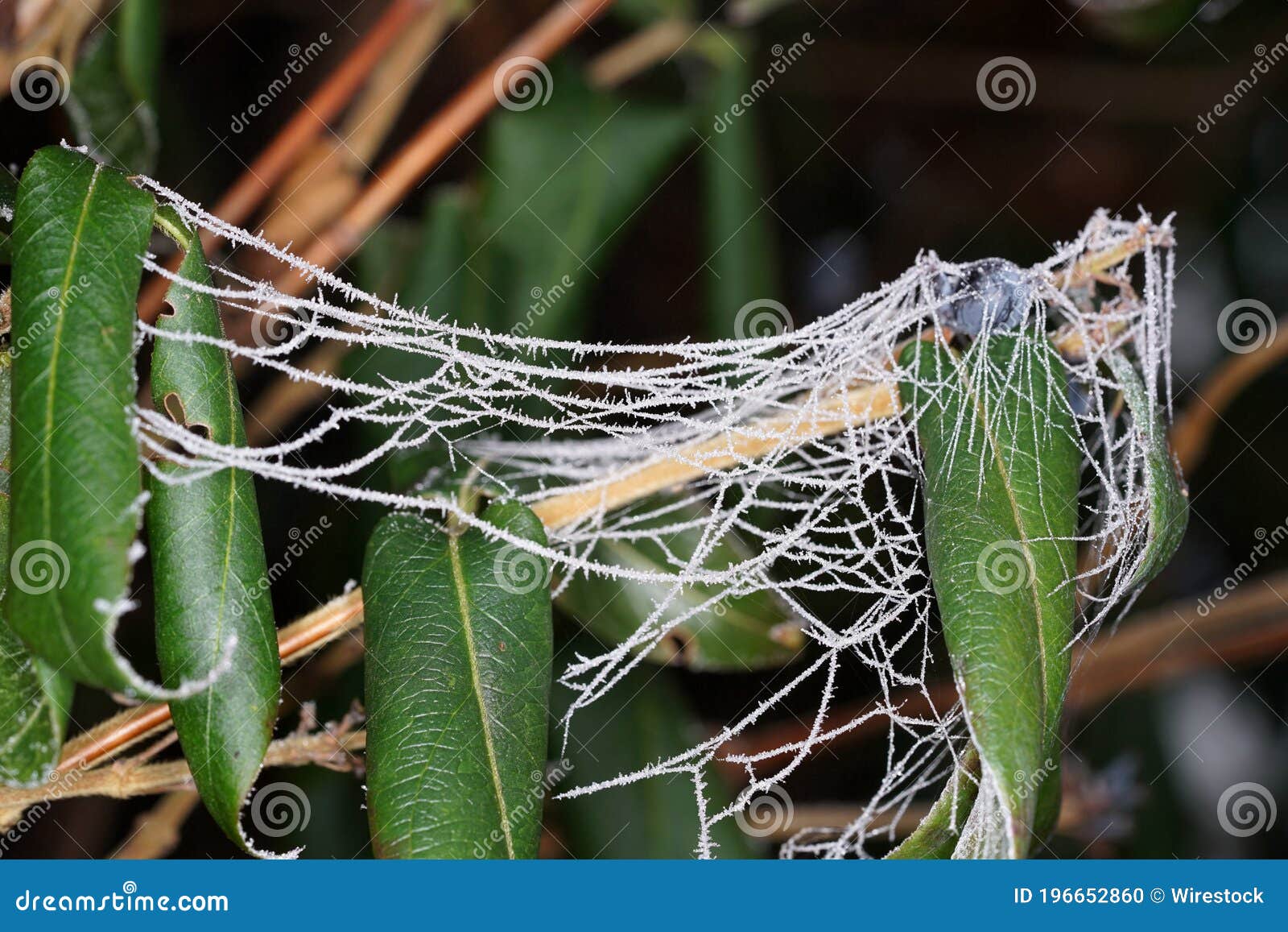 Spider Web on Green Leaves of a Plant Stock Photo - Image of natural ...