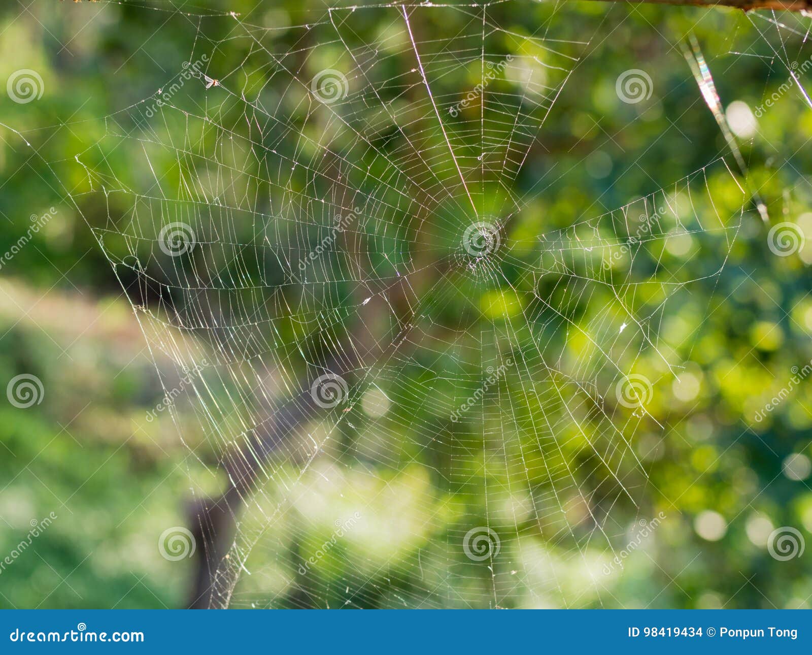 Spider web in green nature stock photo. Image of dewy - 98419434