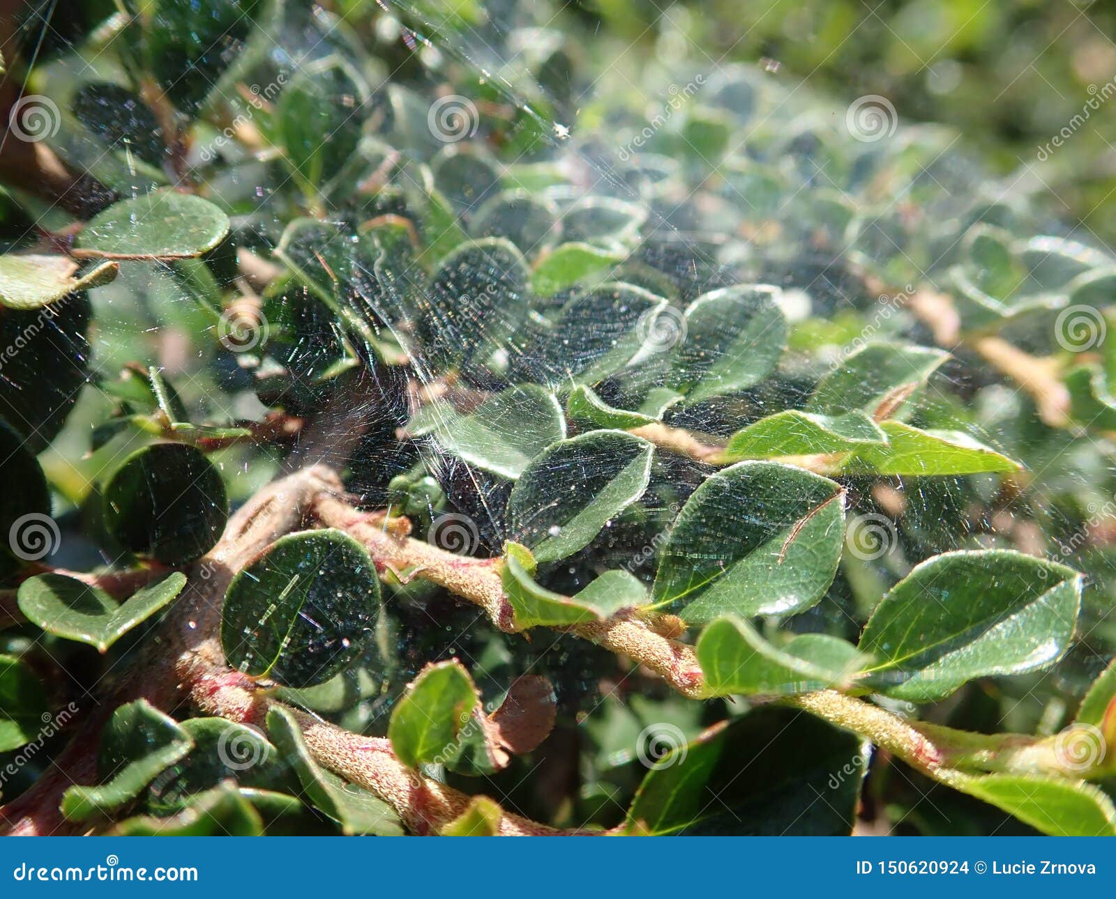 Spider Web on a Green Tree Branch Stock Photo - Image of countryside ...