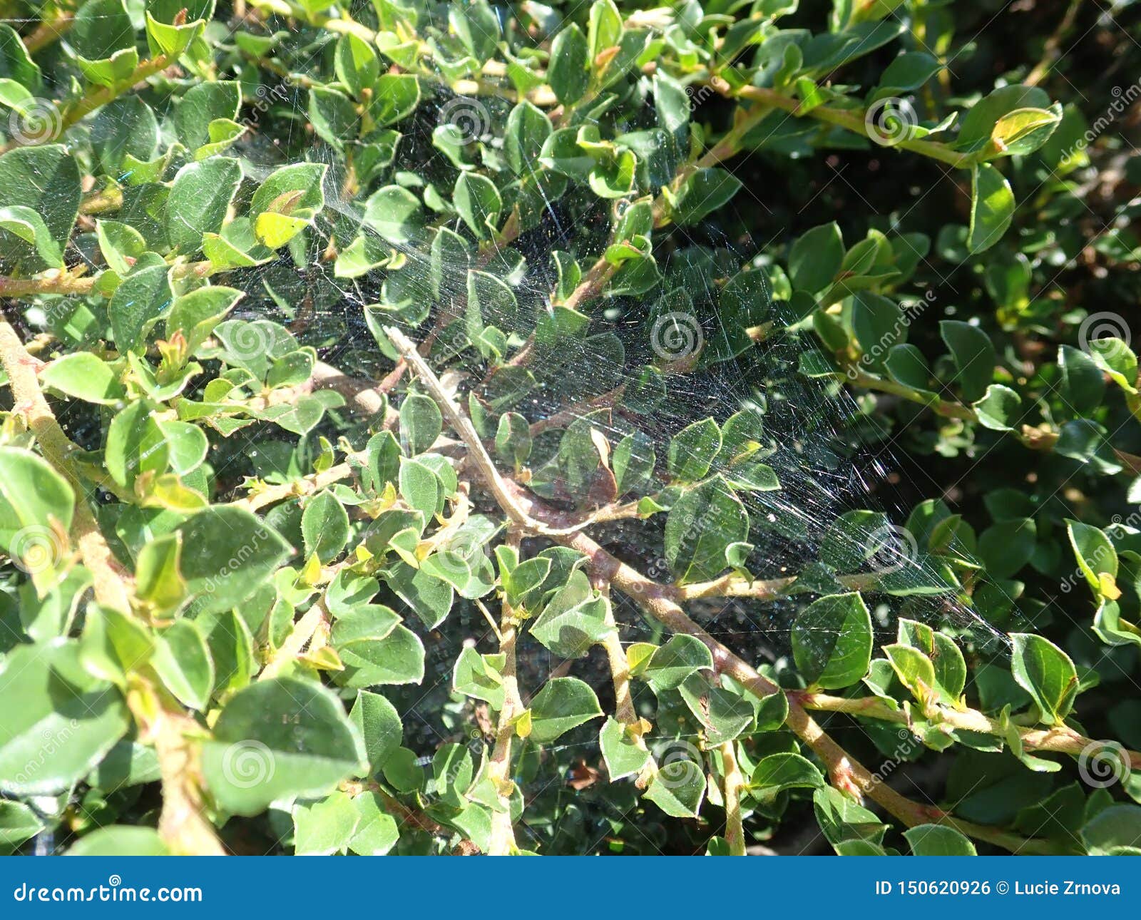 Spider Web on a Green Tree Branch Stock Photo - Image of leaves ...