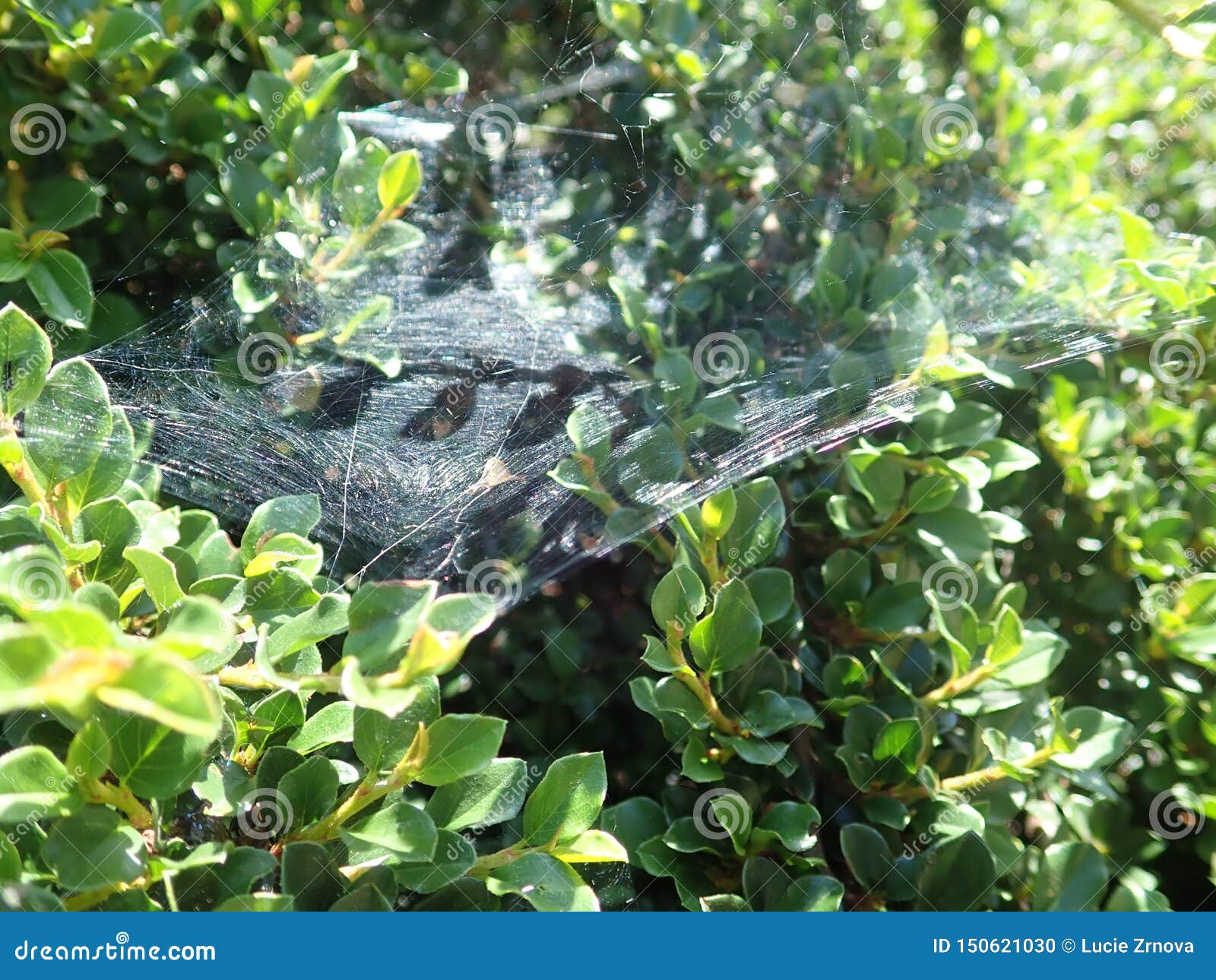 Spider Web on a Green Tree Branch Stock Photo - Image of evergreen ...