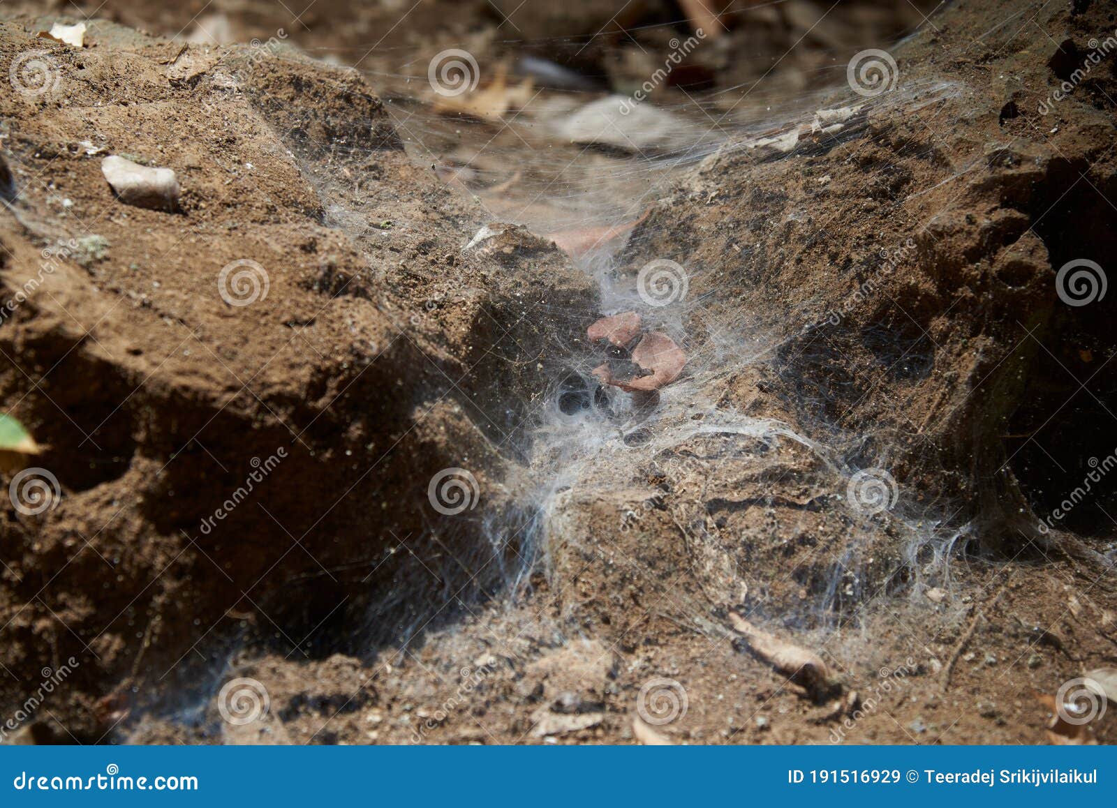 Spider Cave Royalty-Free Stock Photo | CartoonDealer.com #33972195