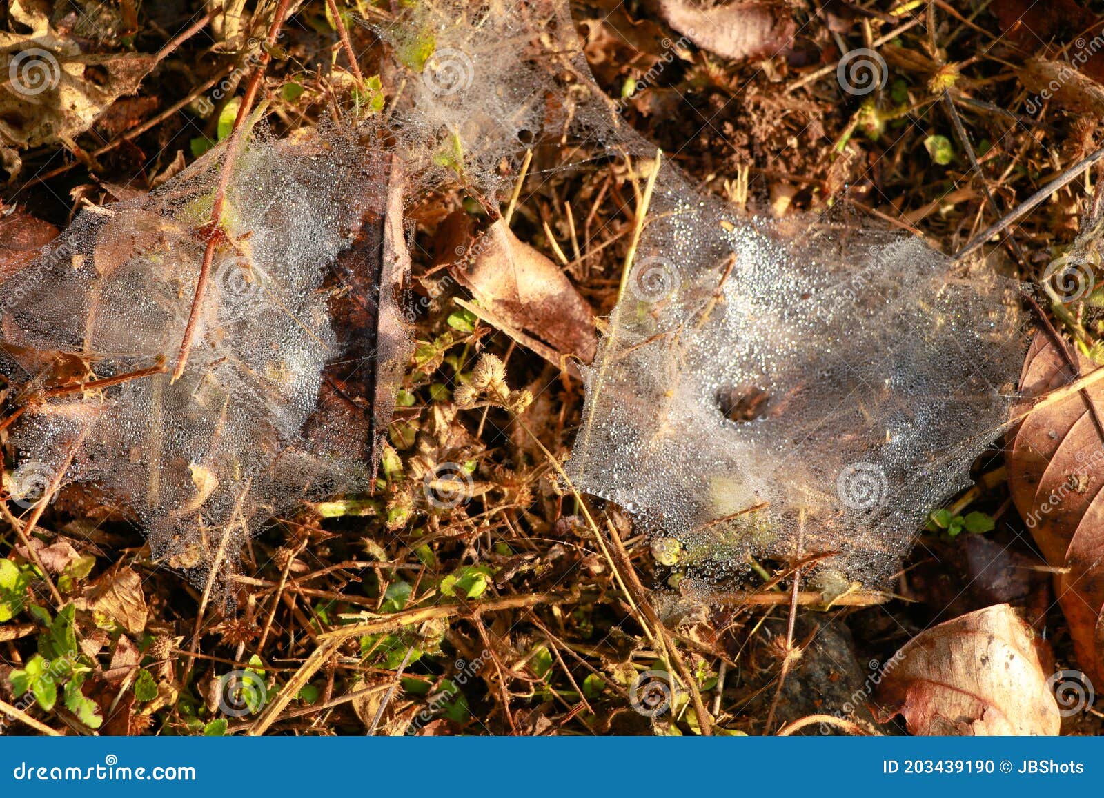 Spider Web on the Ground in Mist and Sunlight Stock Photo - Image of ...