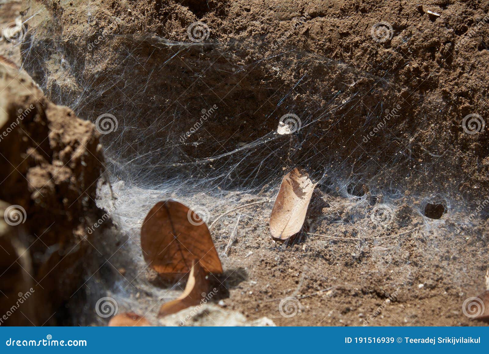 Spider Web on the Ground in the Vace Stock Image - Image of arachnid ...