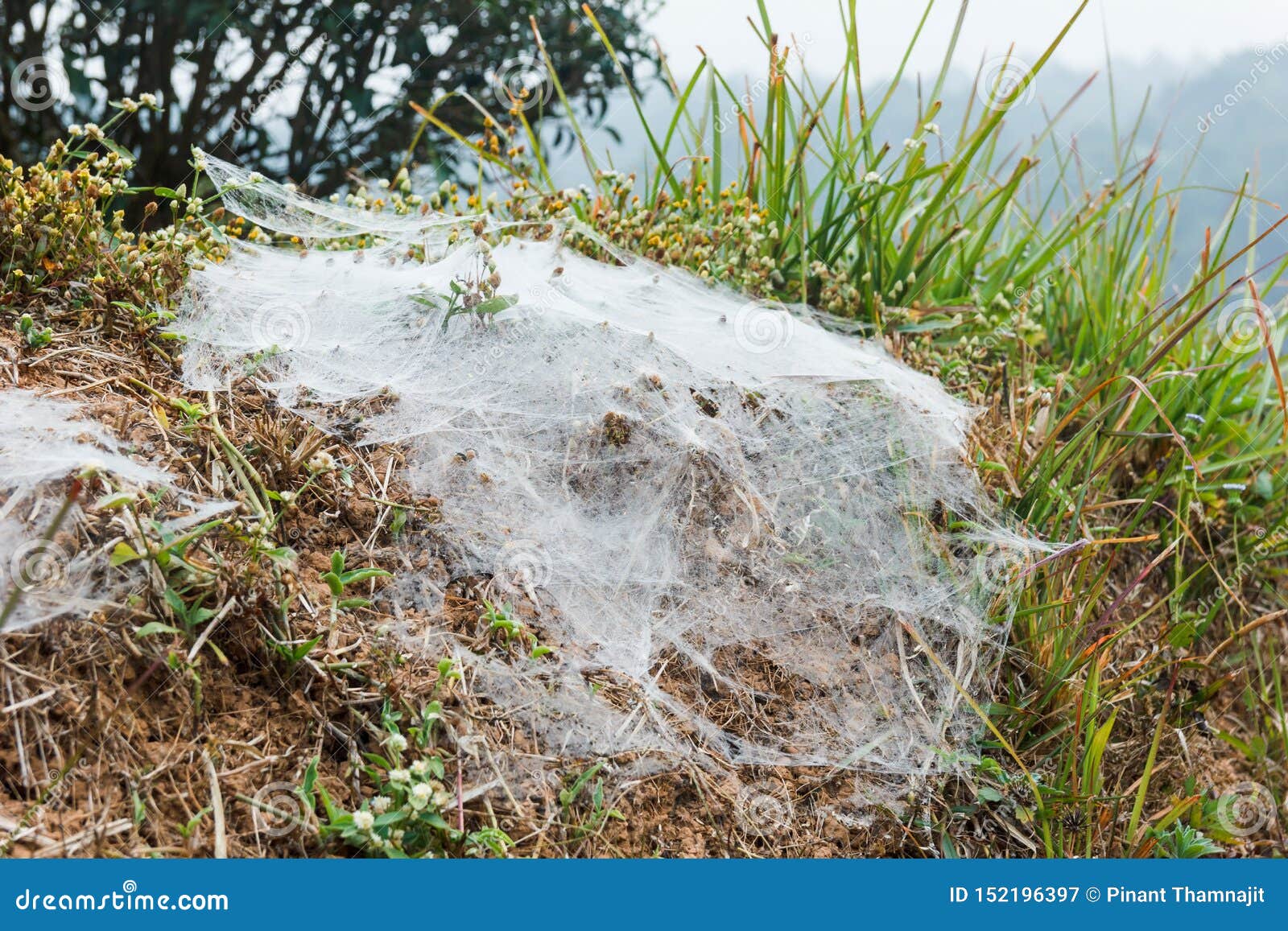 Spider web on ground stock image. Image of grass, design - 152196397