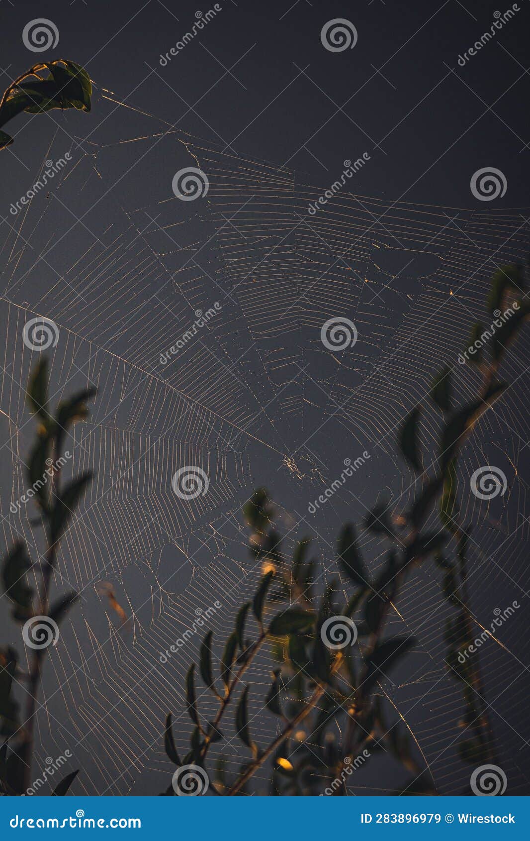 A Spider Web is Hanging from the Top of a Tree Stock Image - Image of ...