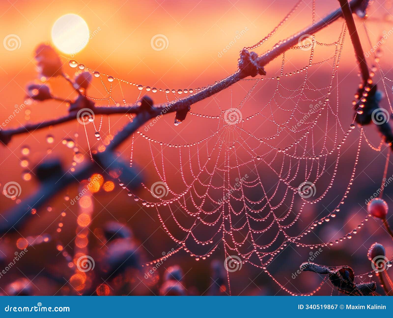 A Spider Web is Hanging from a Tree Branch, with a Pink Stock Image ...