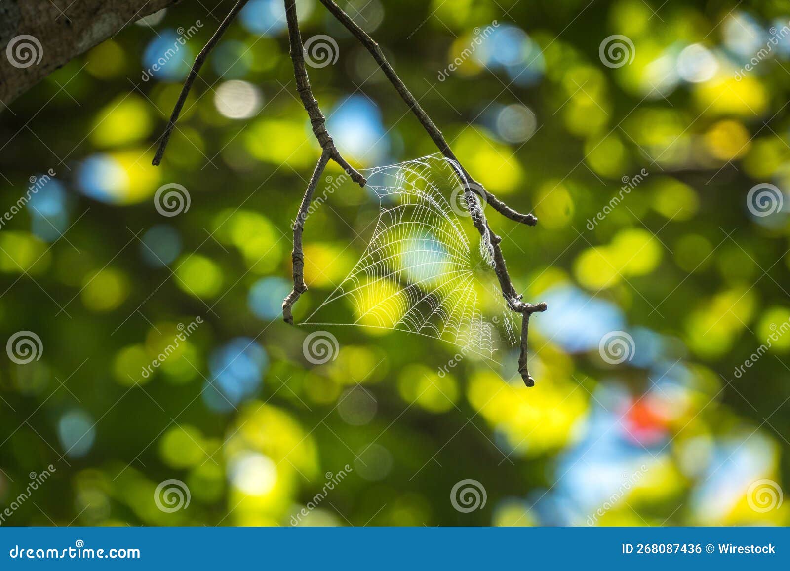 Spider Web Hanging from Tree Branch Stock Photo - Image of entomology ...