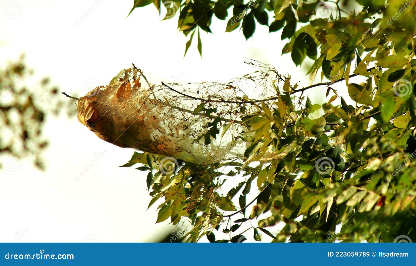 Spider Web Hanging from Tree Branch Stock Image - Image of green ...