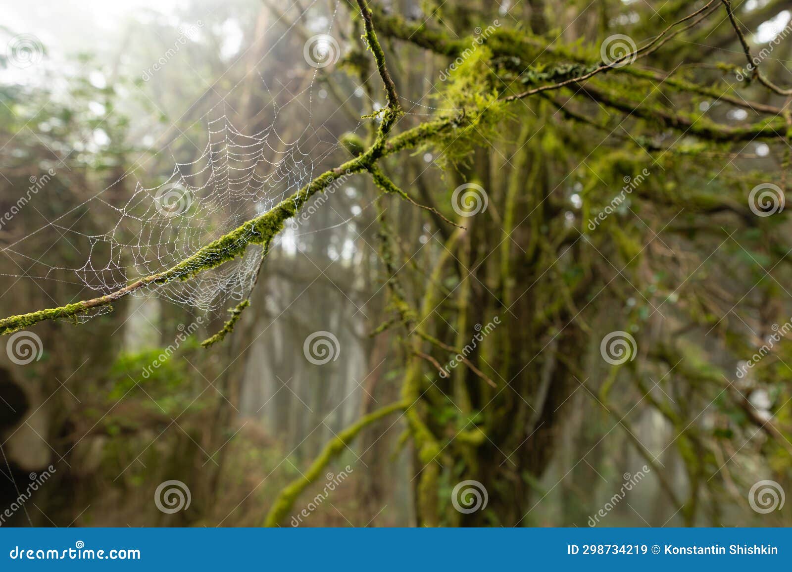 Spider Web Hanging from Tree in Forest Stock Image - Image of spider ...