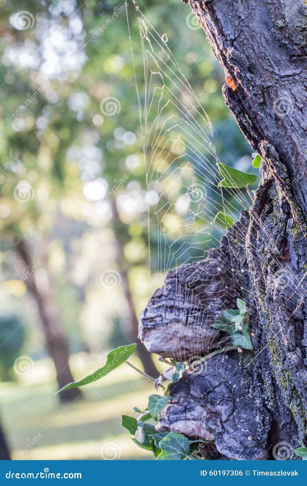Spider Web stock photo. Image of tree, park, spider, afternoon - 60197306