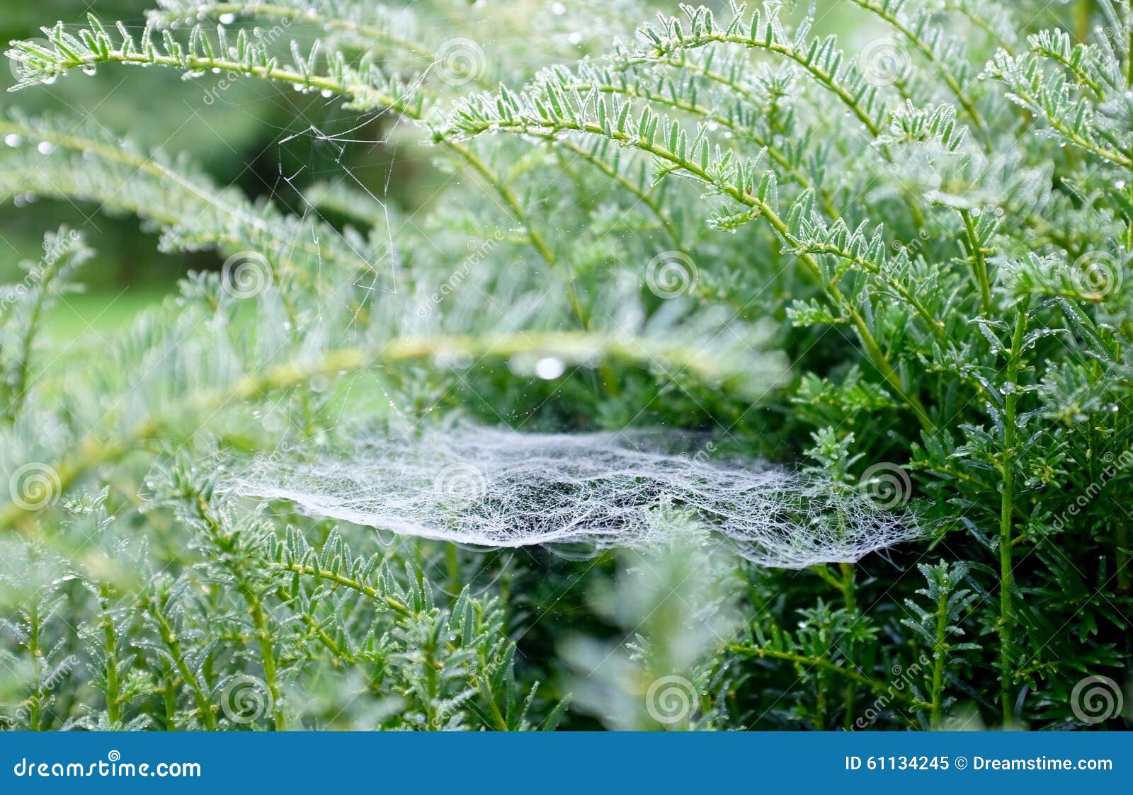 Spider web stock image. Image of taxus, spider, august - 61134245