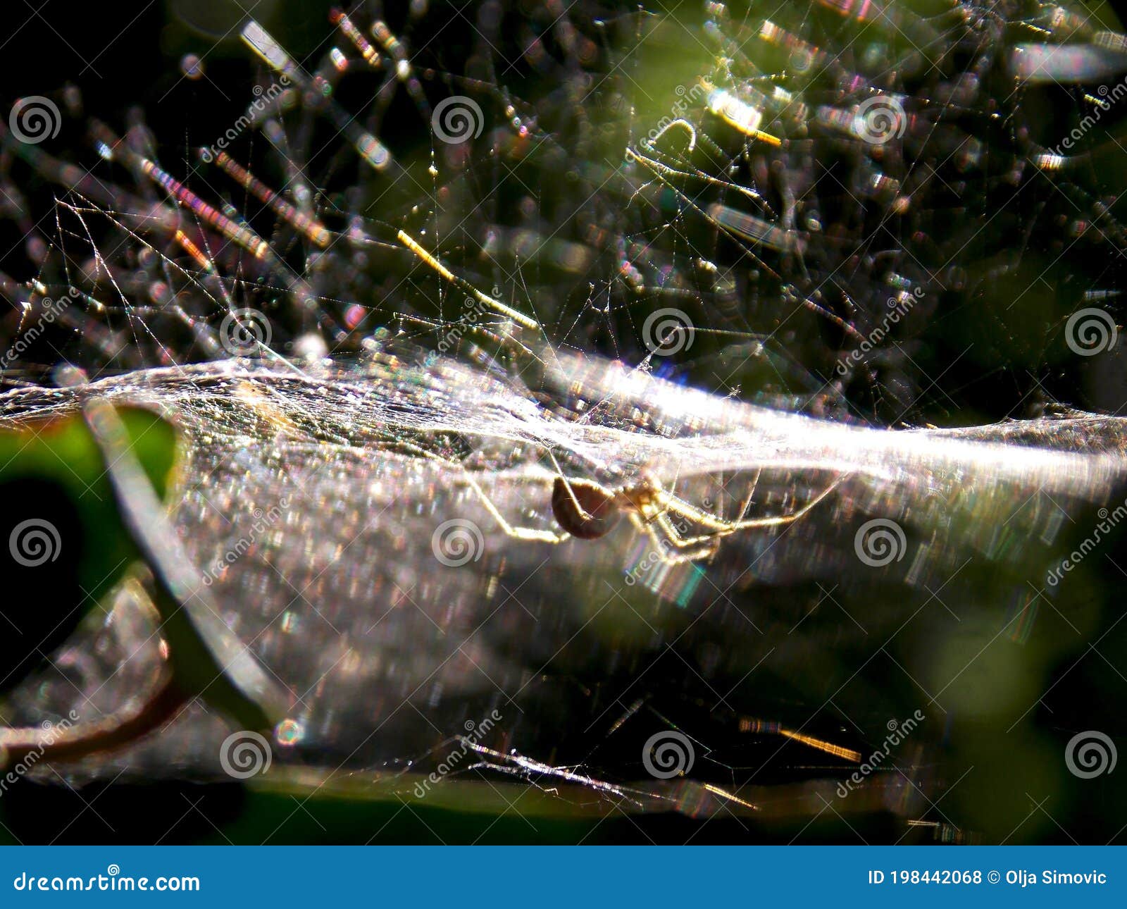 Spider Web Illuminated by the Sun Stock Photo - Image of illuminated ...