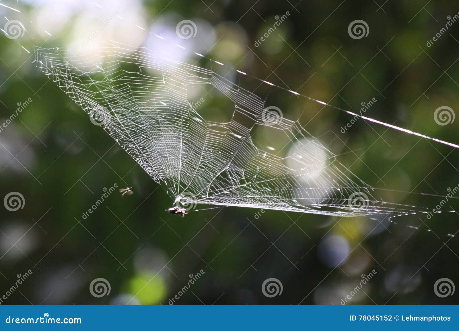 Spider Web Forest Contrast Light Stock Photo - Image of hunt, green ...