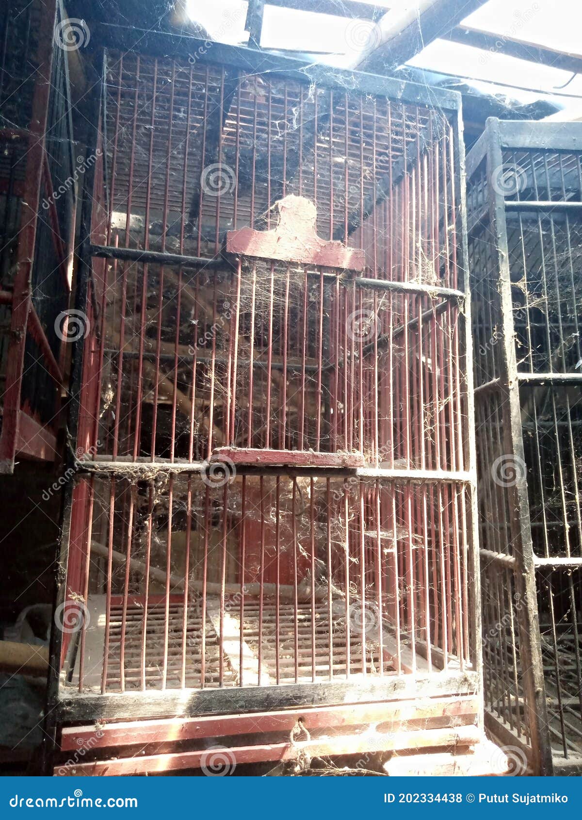 Spider Web Inside Bird Cage Stock Photo - Image of full, spider: 202334438