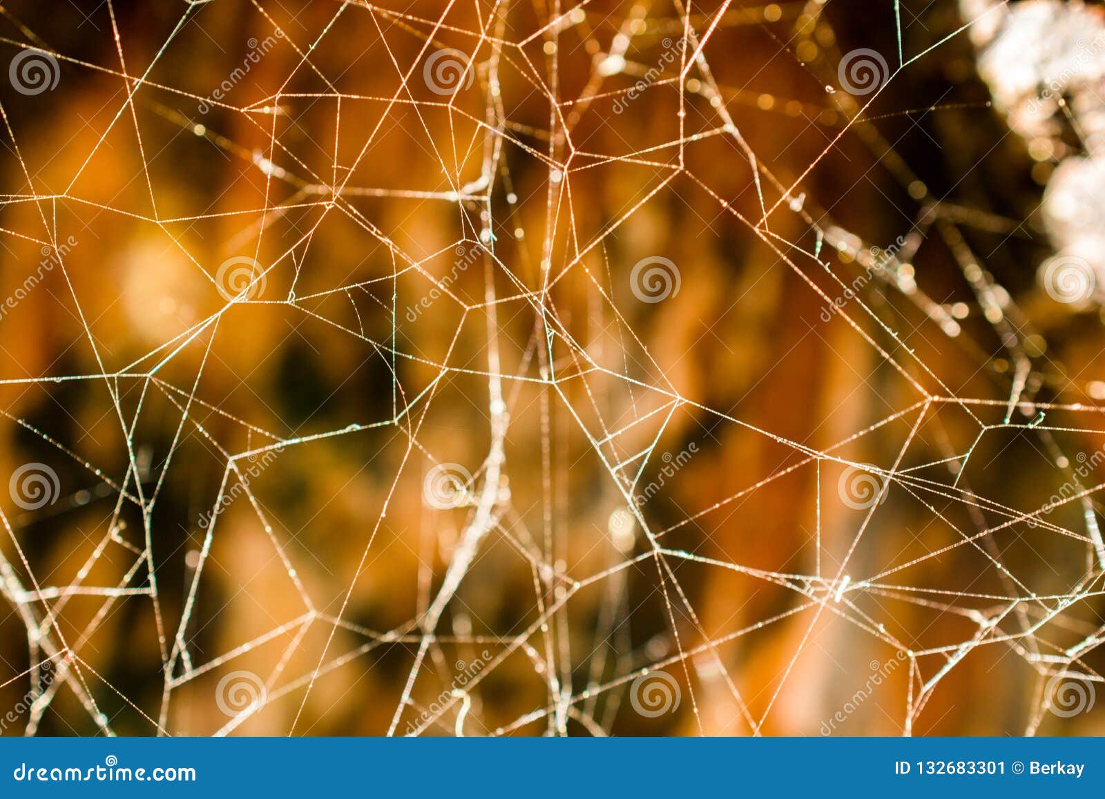 Spider Web Inside a Cave on Display Stock Image - Image of haunted ...