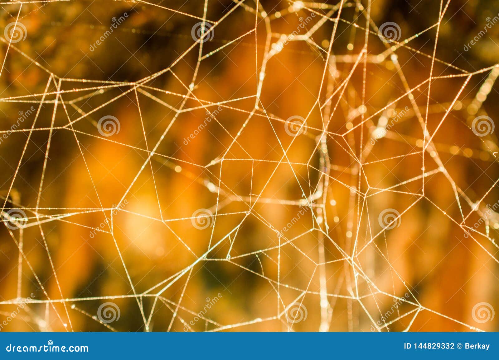 Spider Web Inside a Cave on Display Stock Photo - Image of isolated ...