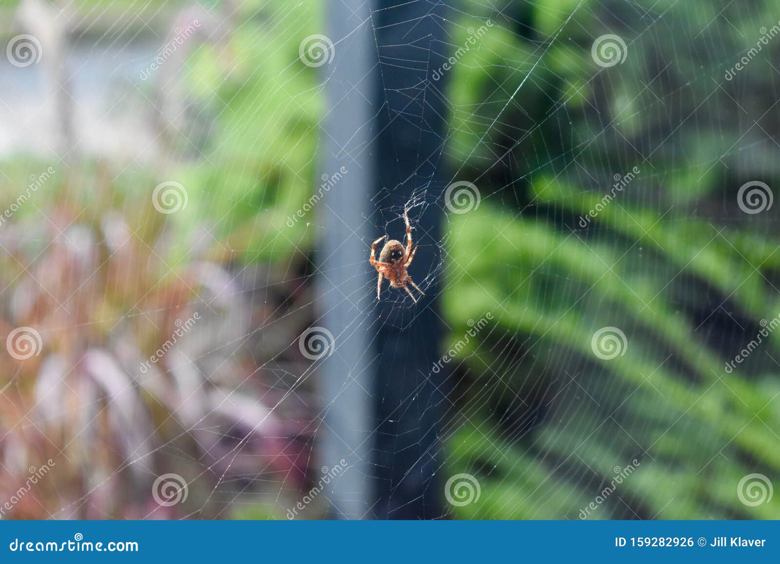 Spider web inside out view stock photo. Image of arachnid - 159282926