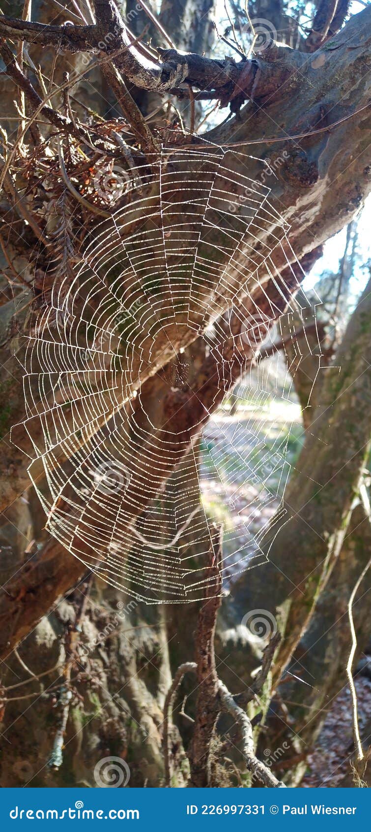 Spider Web on Iron Wood Tree Perfectly Shaped Stock Image - Image of ...