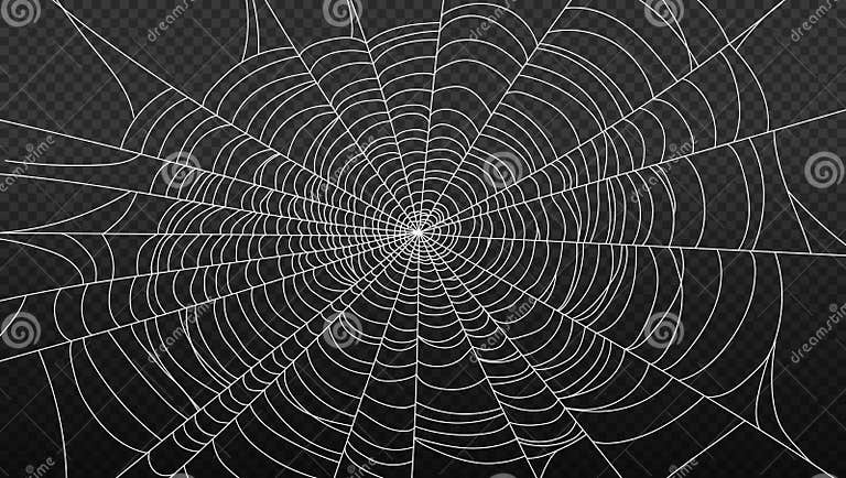 Spider Web Isolated on Transparent Background Vector Illustration Stock ...