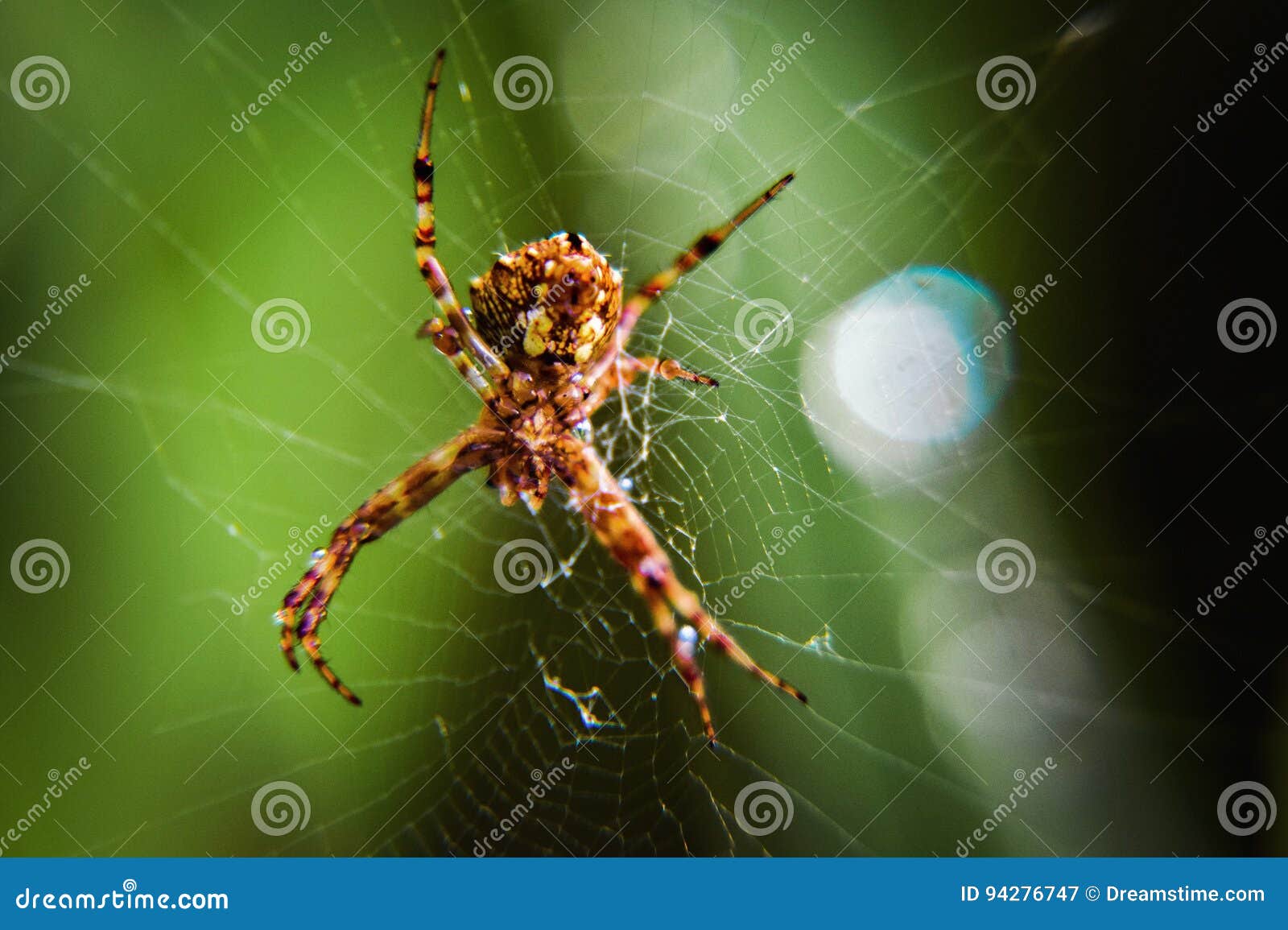 Spider web stock image. Image of rainstorm, rain, storm - 94276747