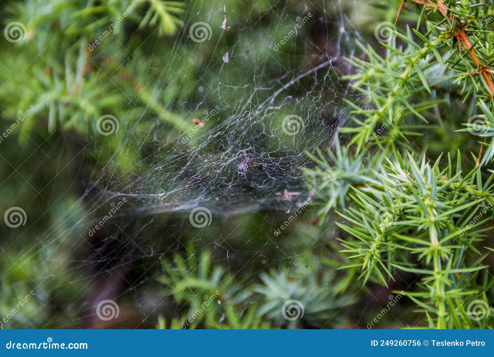 A Spider on the Web in Juniper Stock Photo - Image of evergreen, plant ...