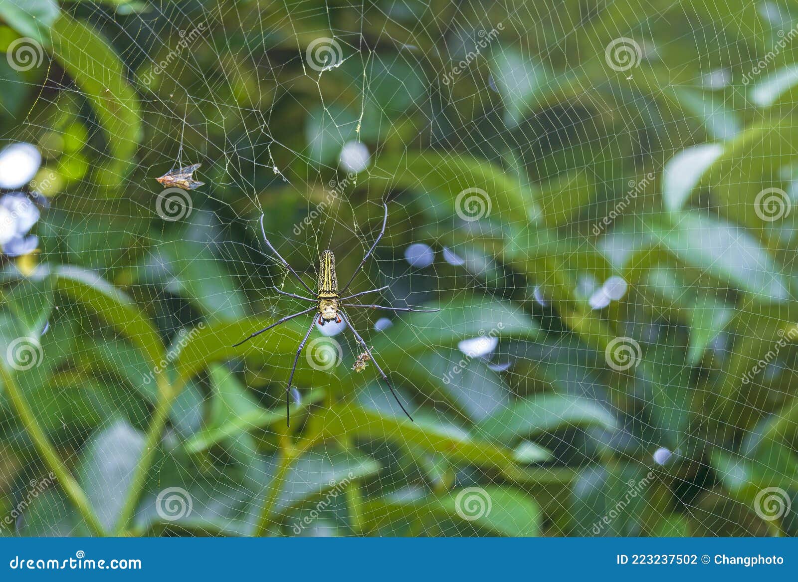 Spider on Web are Known for the Impressive Webs they Weave Stock Photo ...