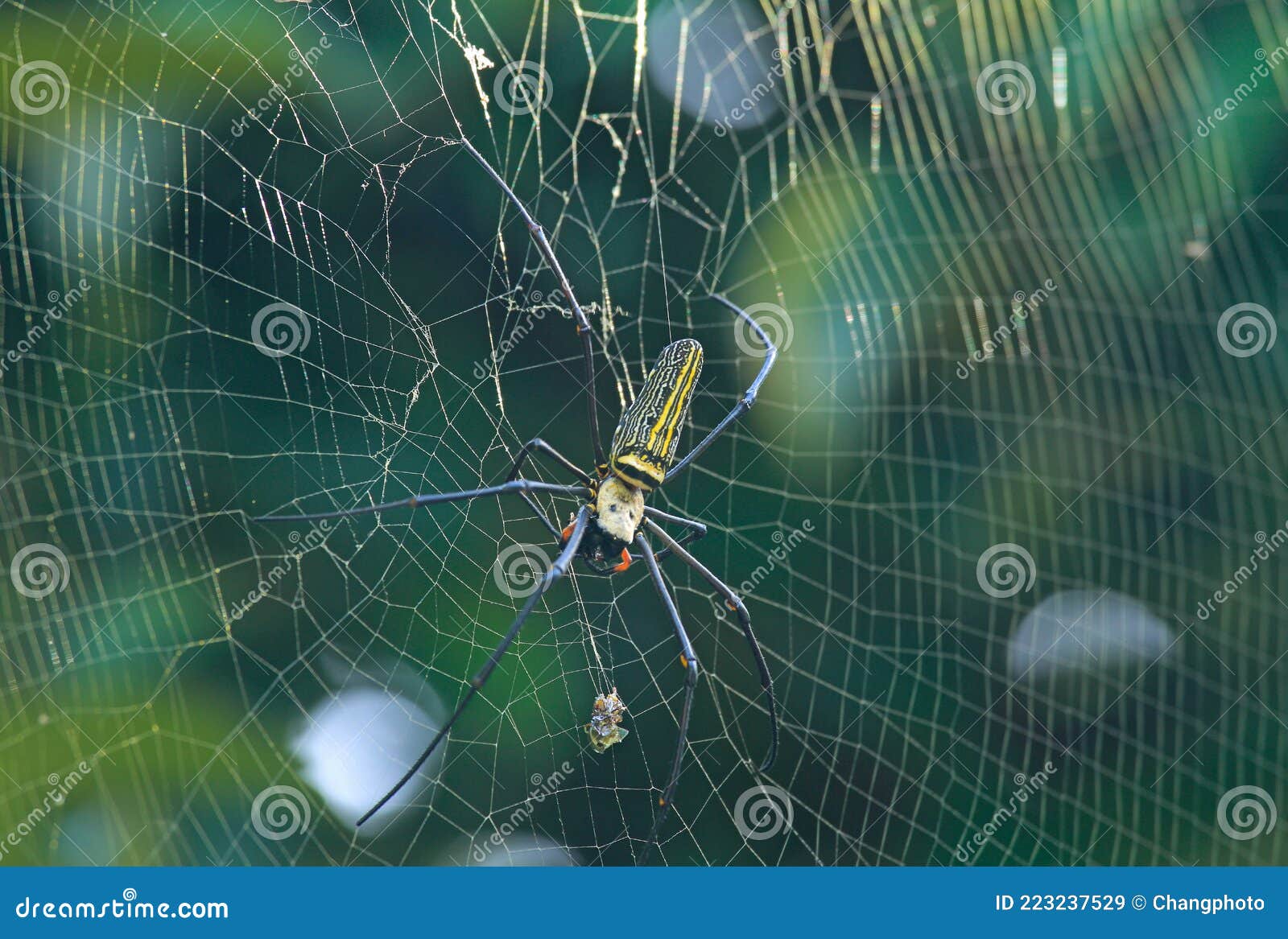 Spider on Web are Known for the Impressive Webs they Weave Stock Image ...