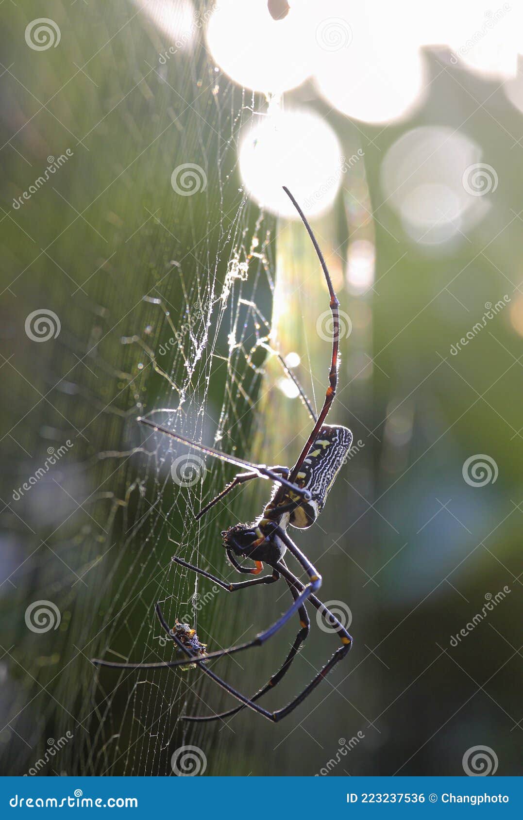 Spider on Web are Known for the Impressive Webs they Weave Stock Photo ...