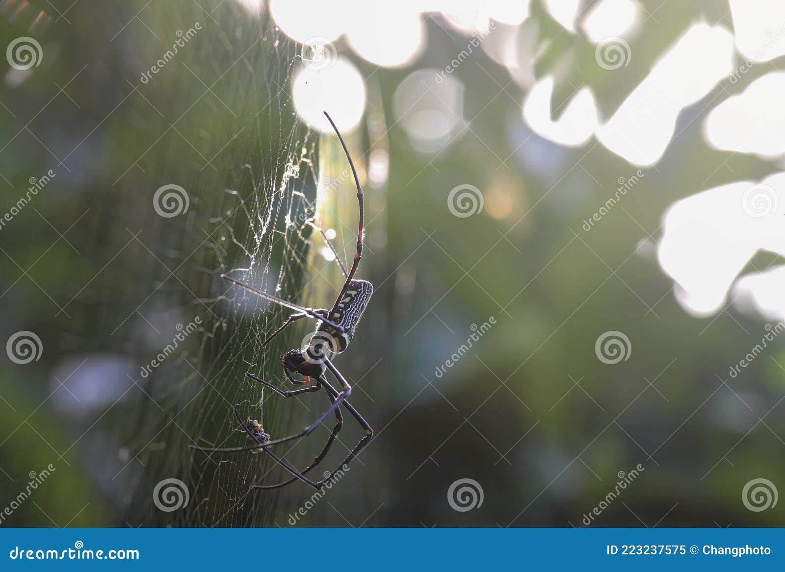 Spider on Web are Known for the Impressive Webs they Weave Stock Image ...