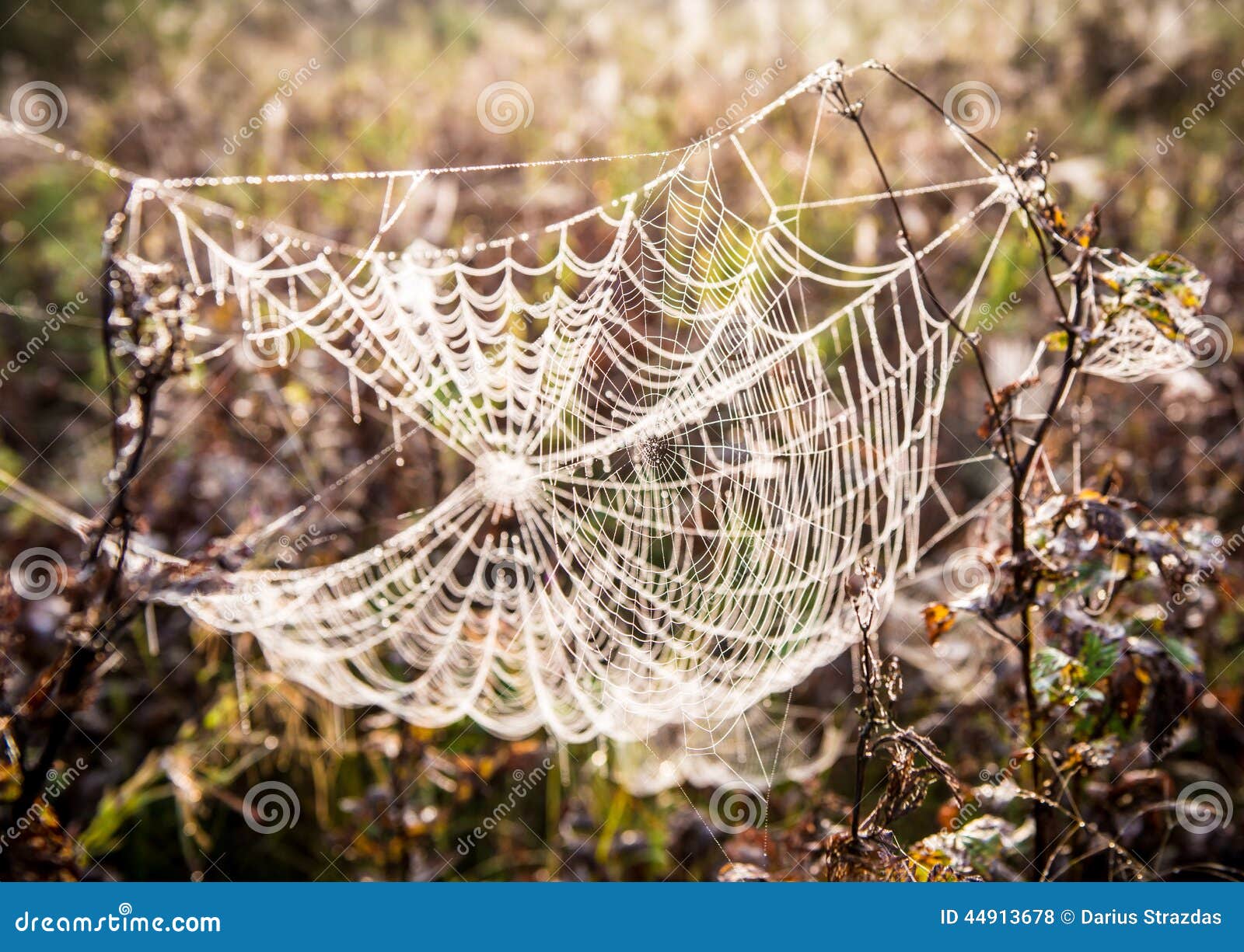 Spider web stock photo. Image of close, detail, fall - 44913678