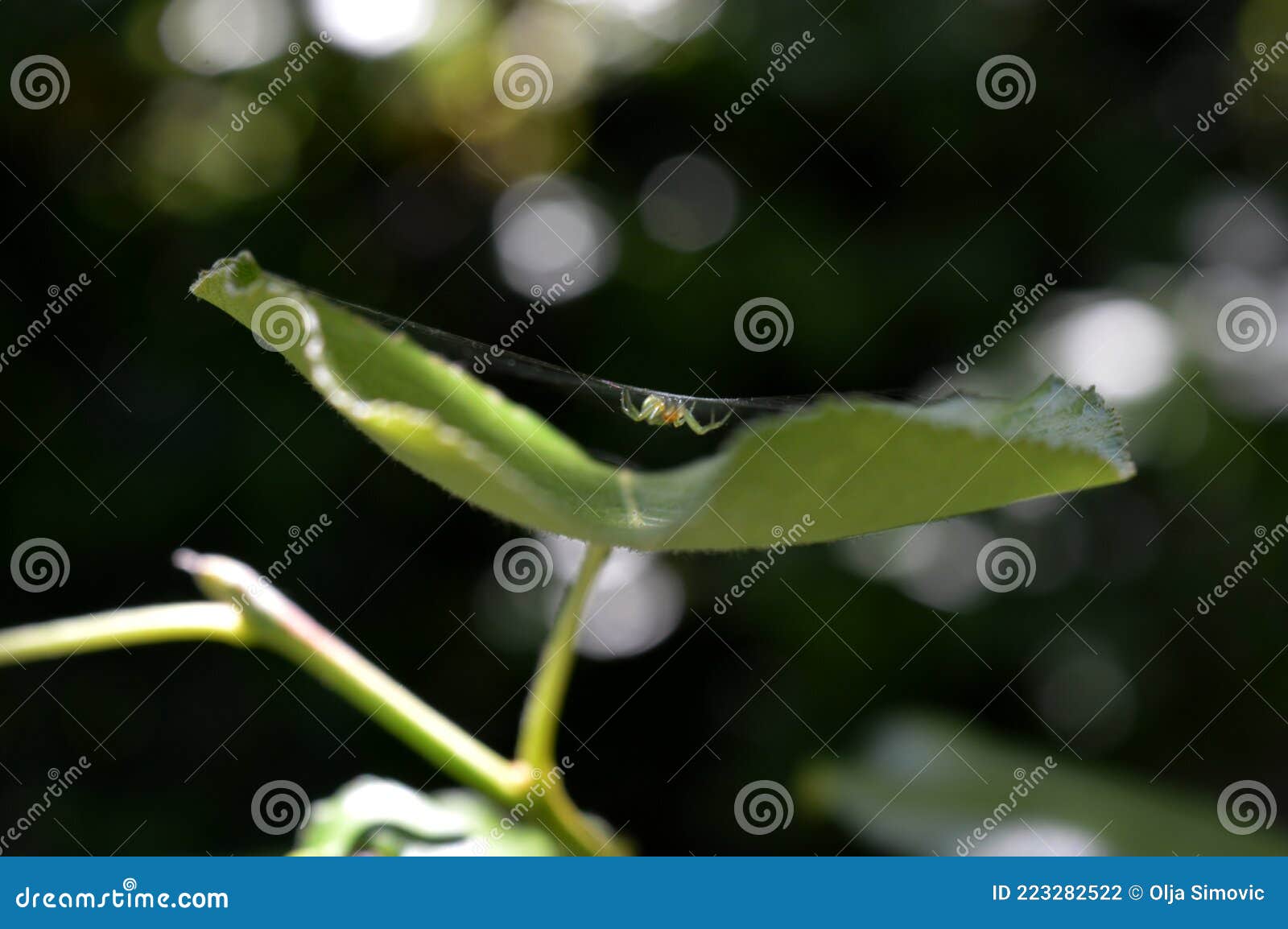 Spider web on the leaf stock photo. Image of leaf, green - 223282522