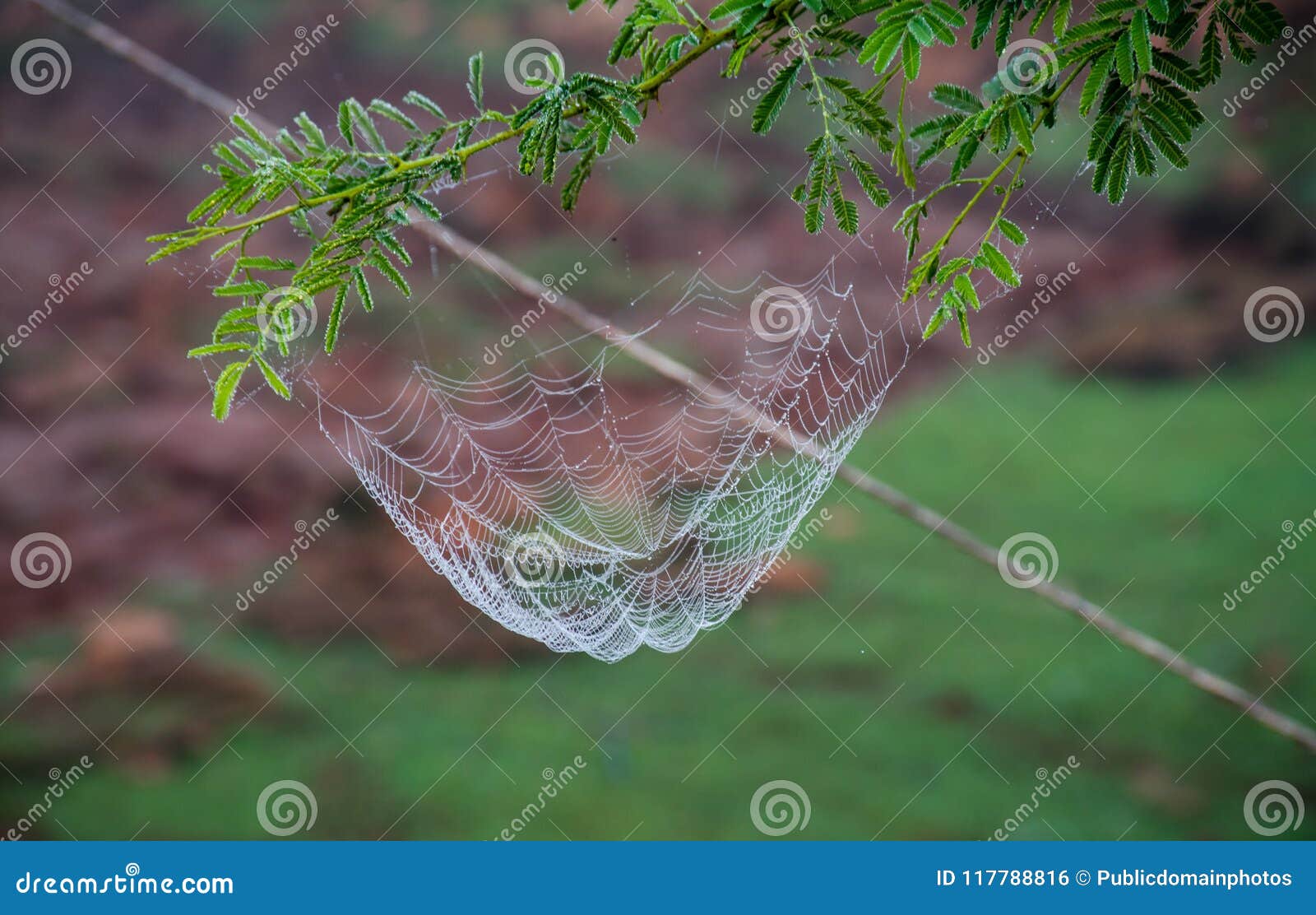 Spider Web, Leaf, Flora, Branch Picture. Image: 117788816