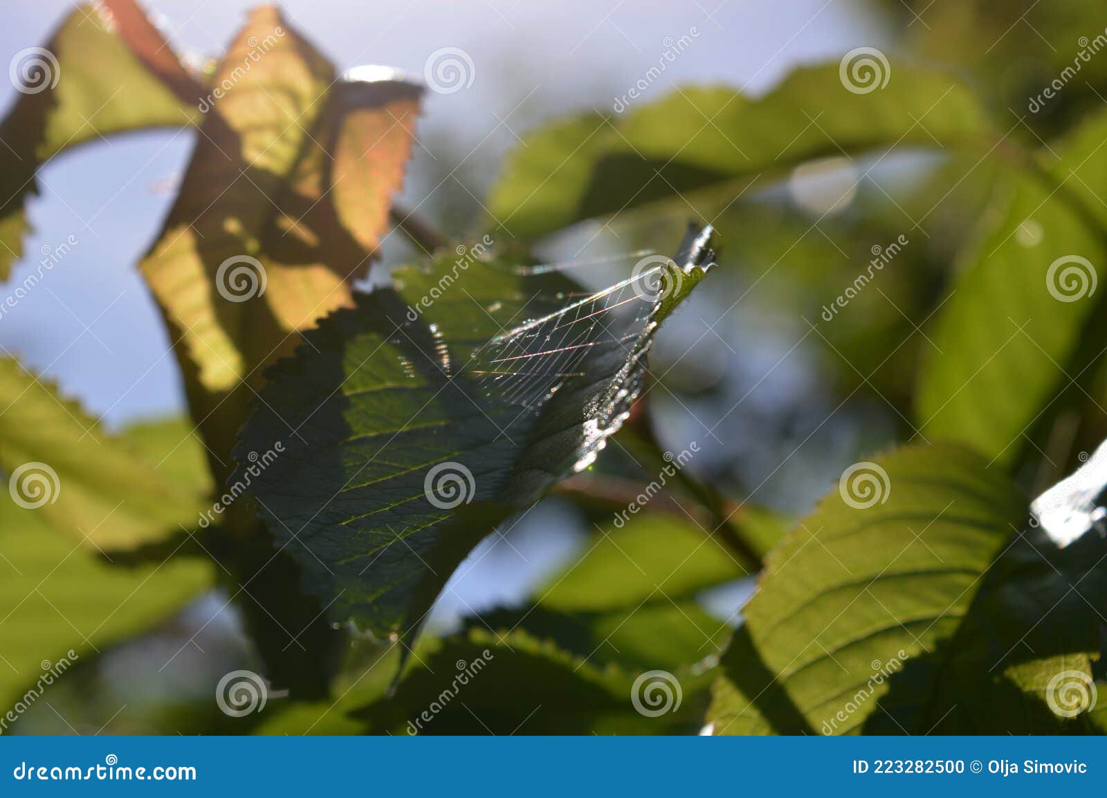 Spider web on the leaf stock photo. Image of detail - 223282500