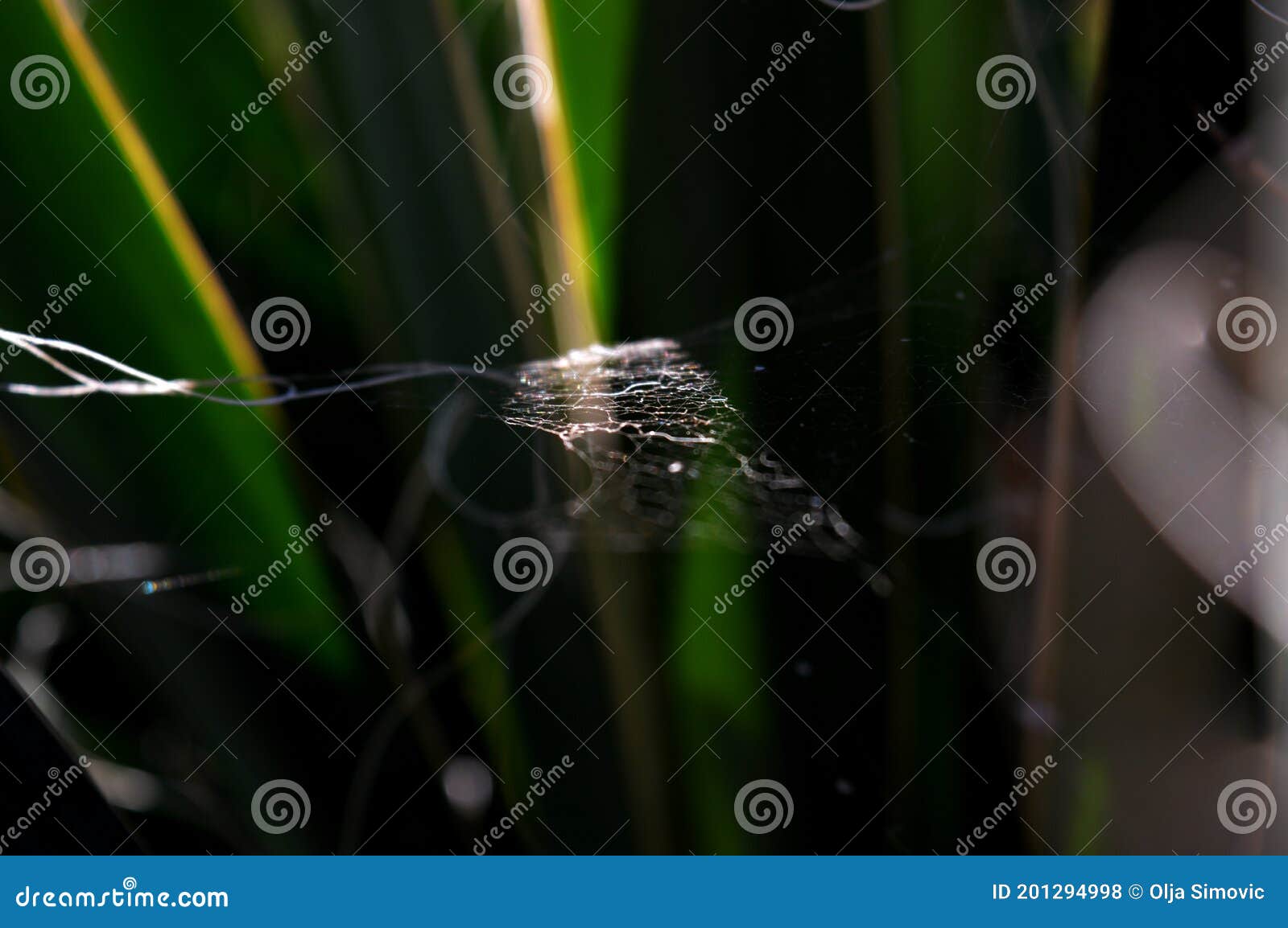 Spider web on leaves stock photo. Image of spider, nature - 201294998