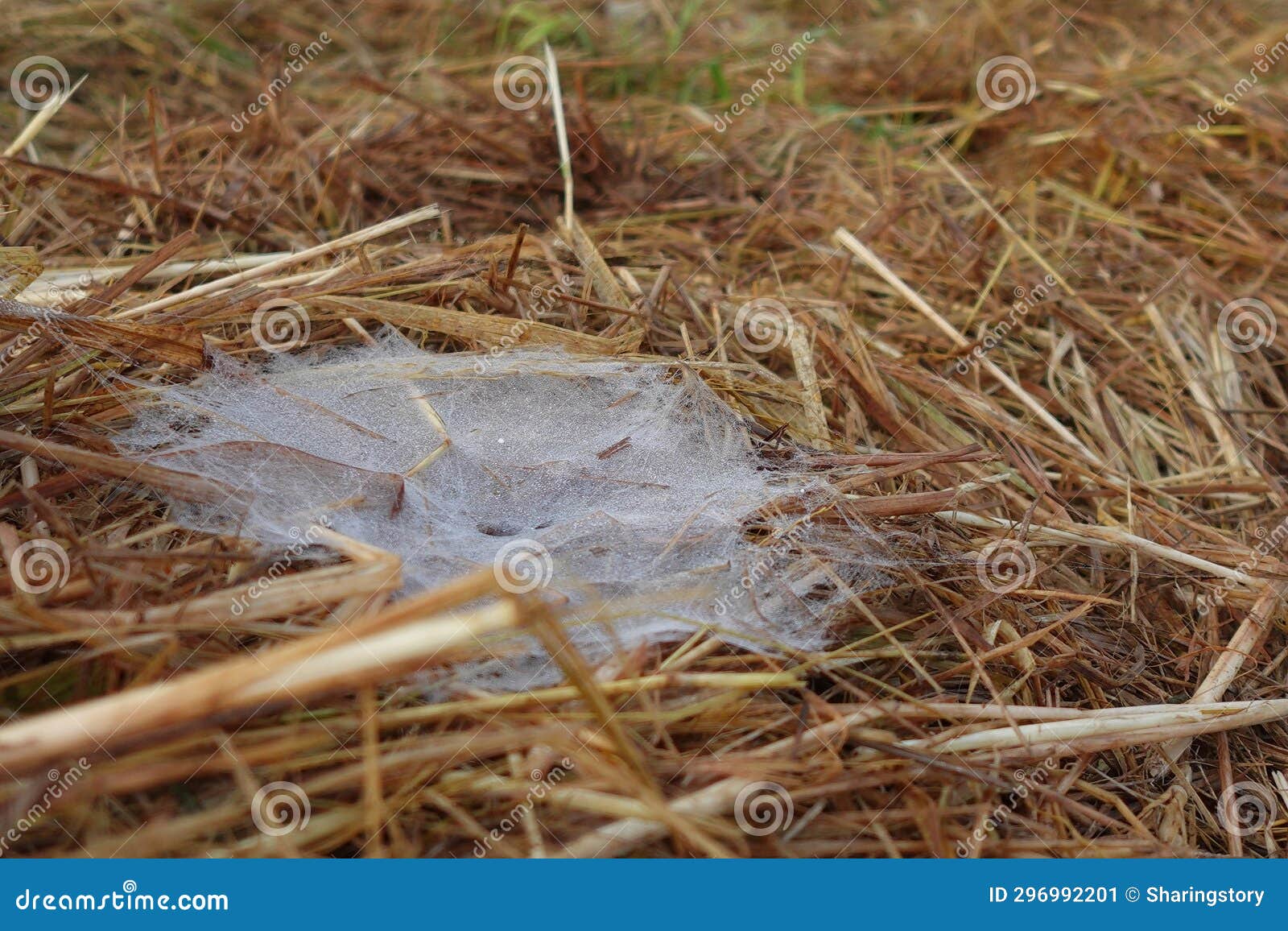 Spider web between leaves stock image. Image of green - 296992201