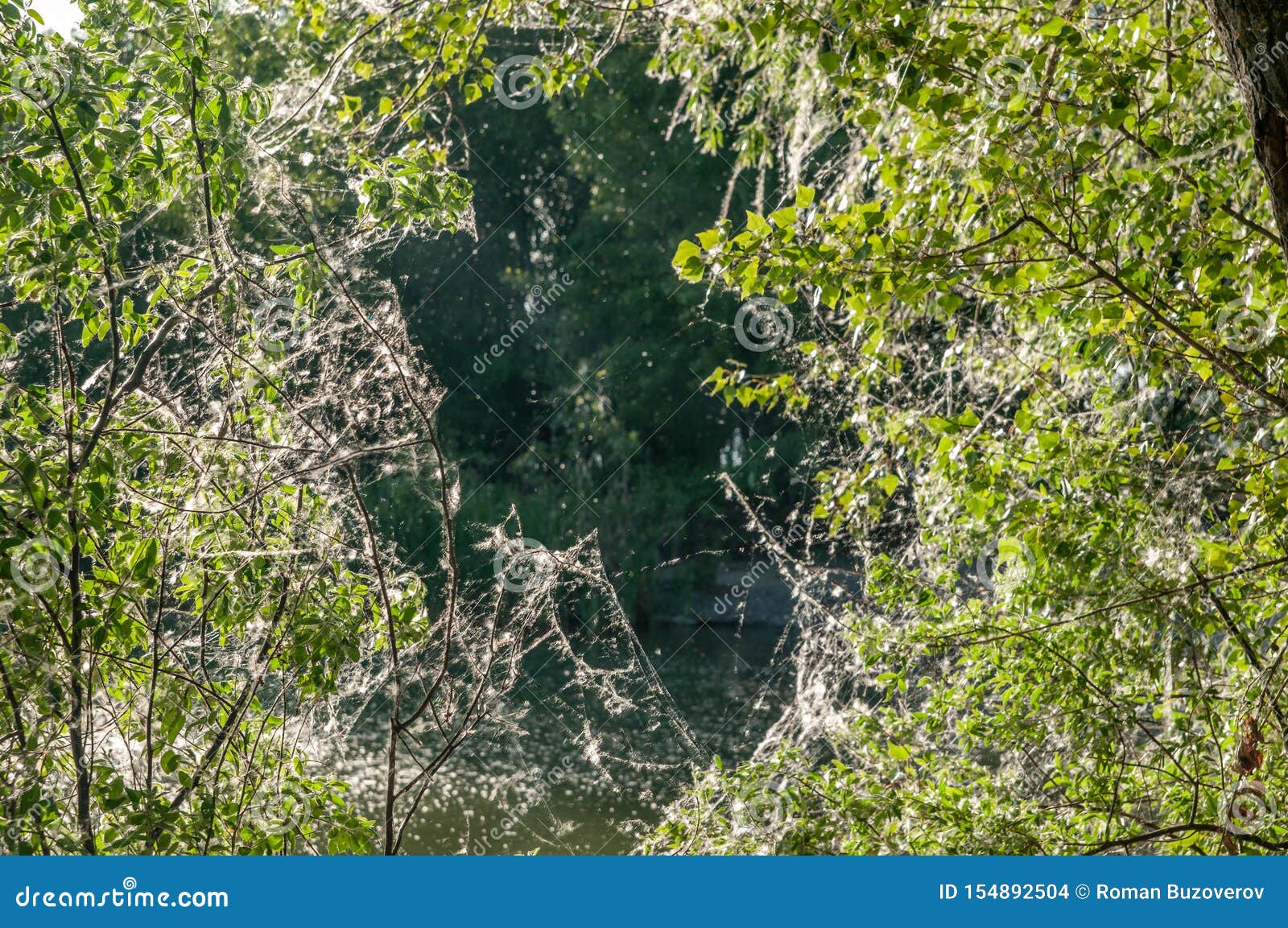 Spider Web on the Leaves of a Tree on a Summer Evening Stock Photo ...