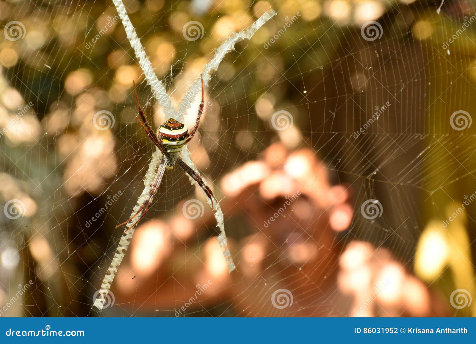 Spider on Web Look Creepy and Scary on Nature Background Stock Photo ...